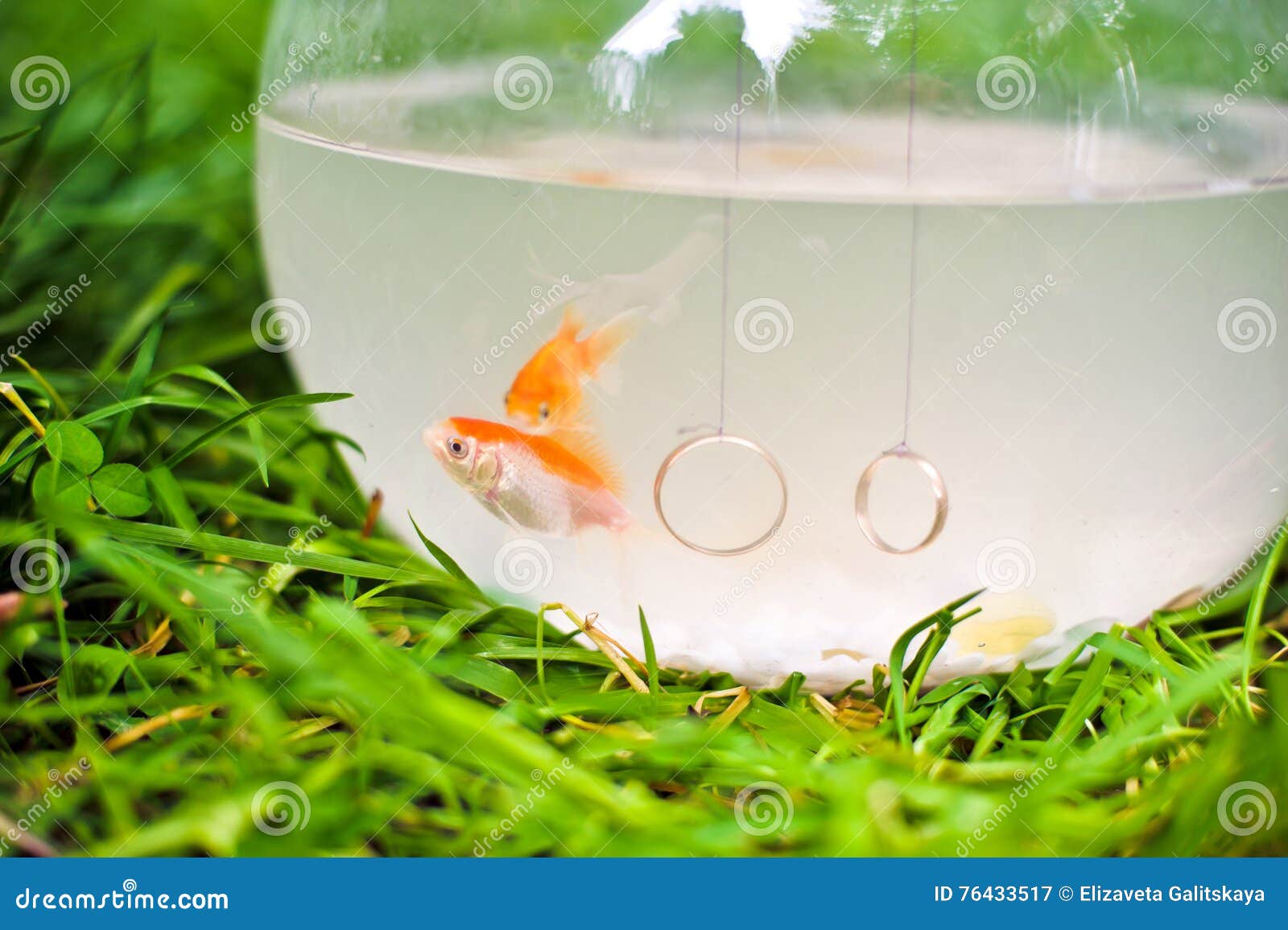 Goldfish in a fishbowl stock image. Image of green, fish - 76433517