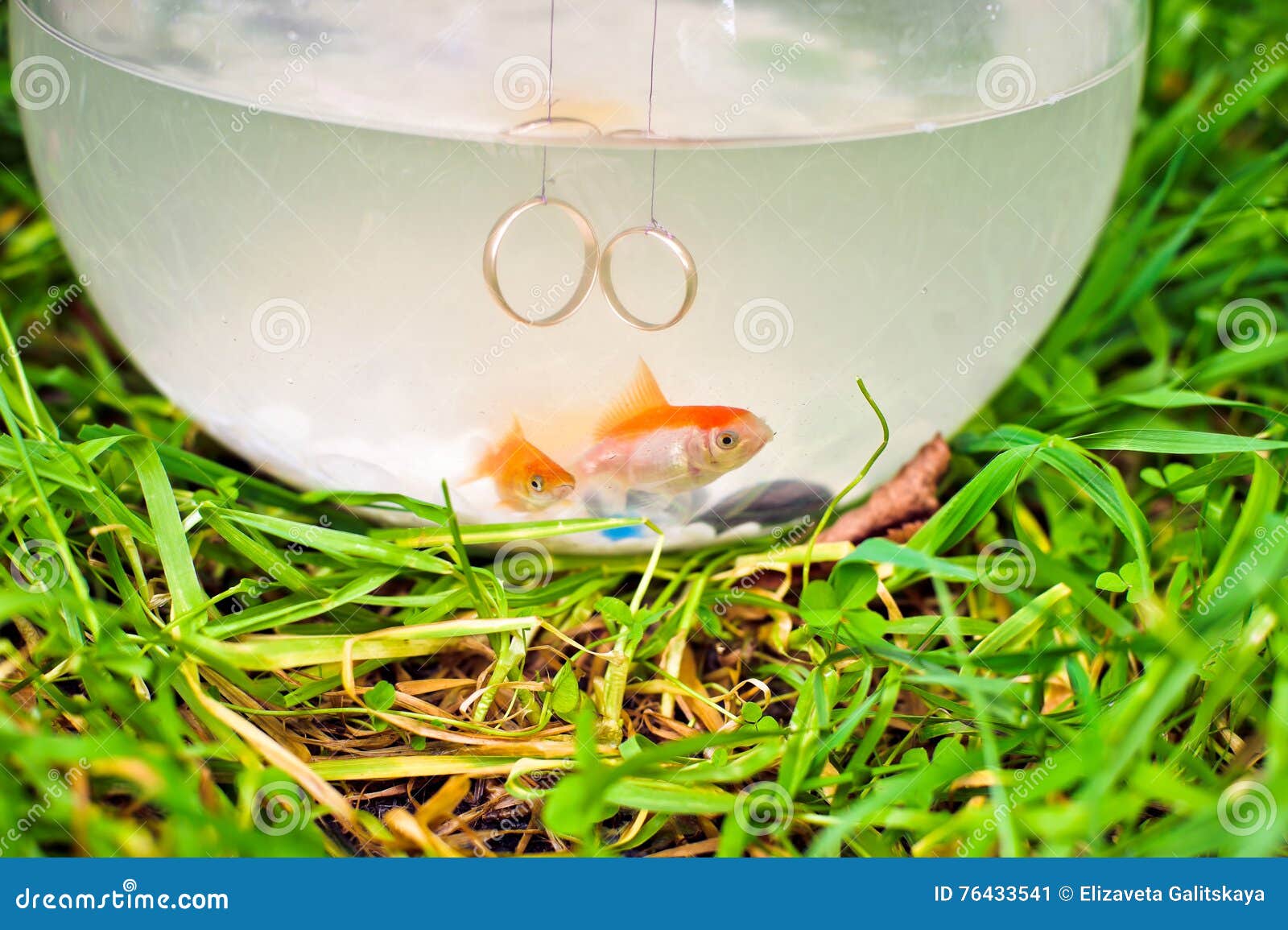 Goldfish in a fishbowl stock image. Image of color, motion - 76433541