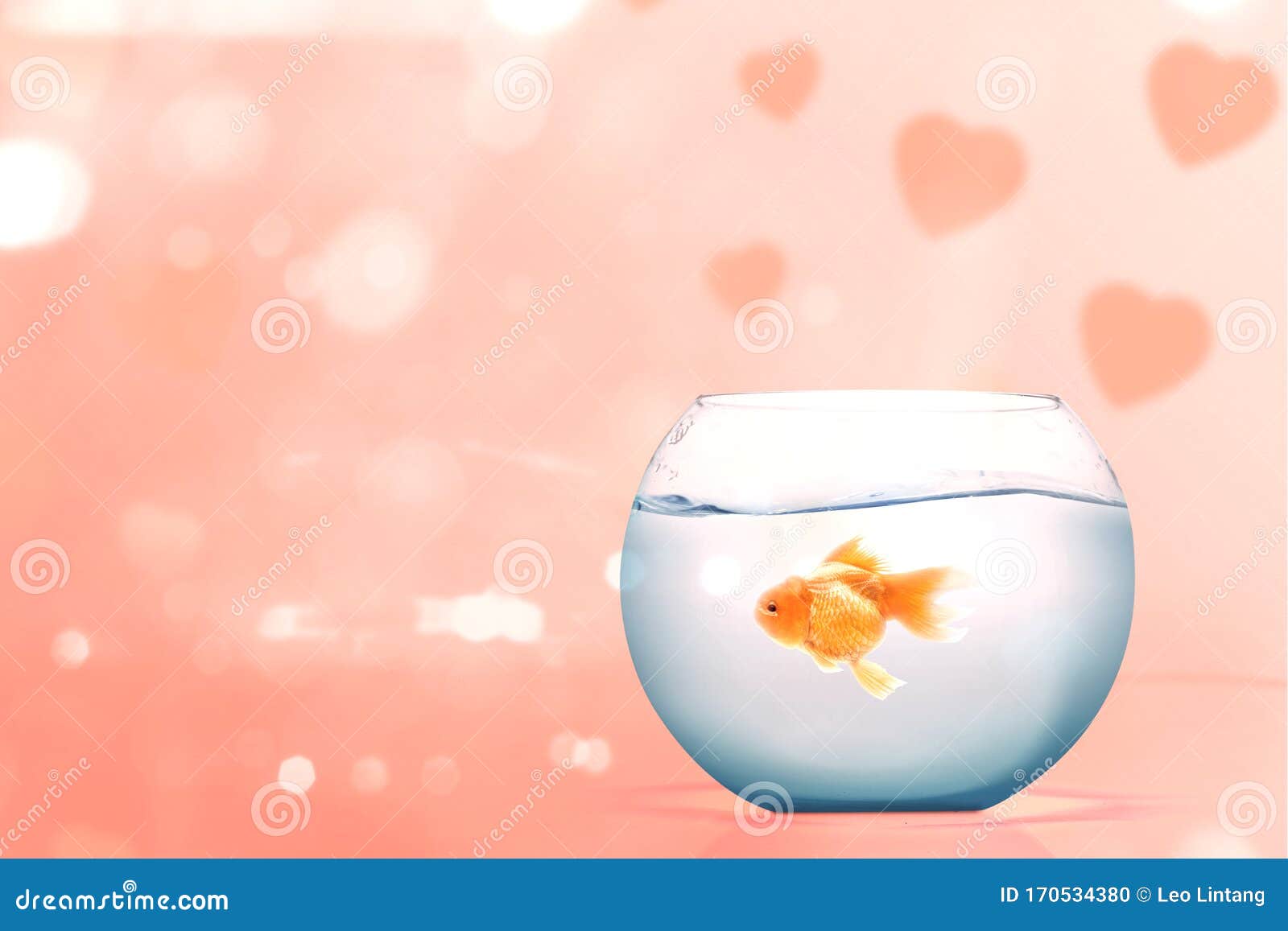 Goldfish in the Fishbowl on a Pink Background Stock Photo - Image of ...