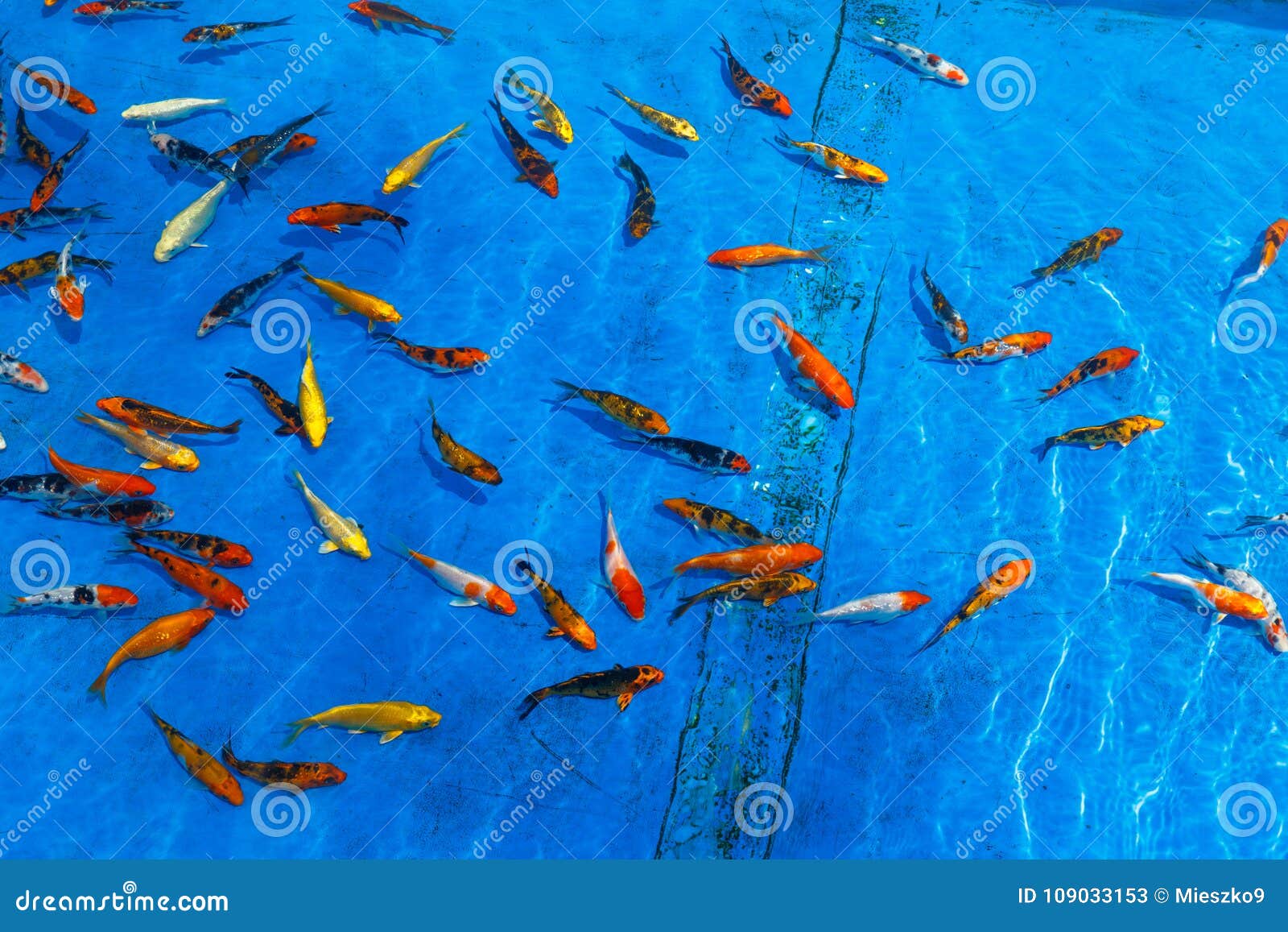 Goldfish blue background stock image. Image of goldenfish - 109033153