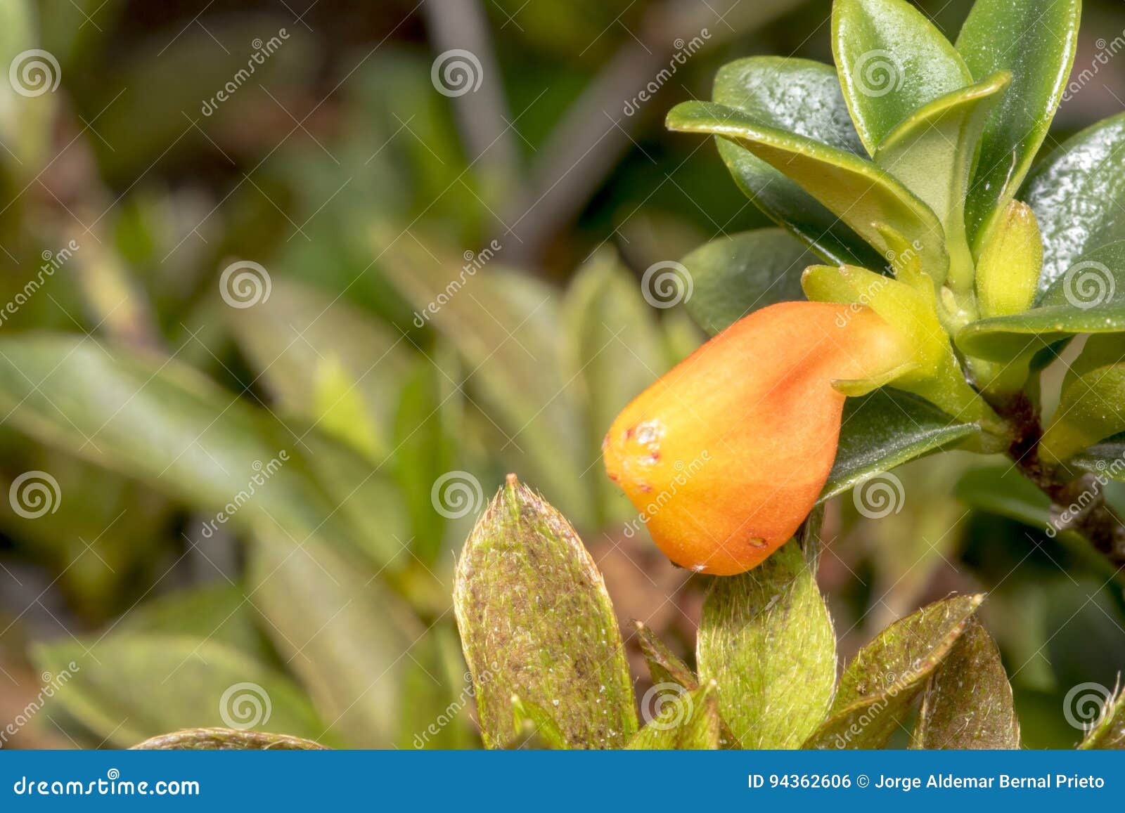 Goldfish Flower in a Garden Stock Photo - Image of blossom, hypocyrta ...