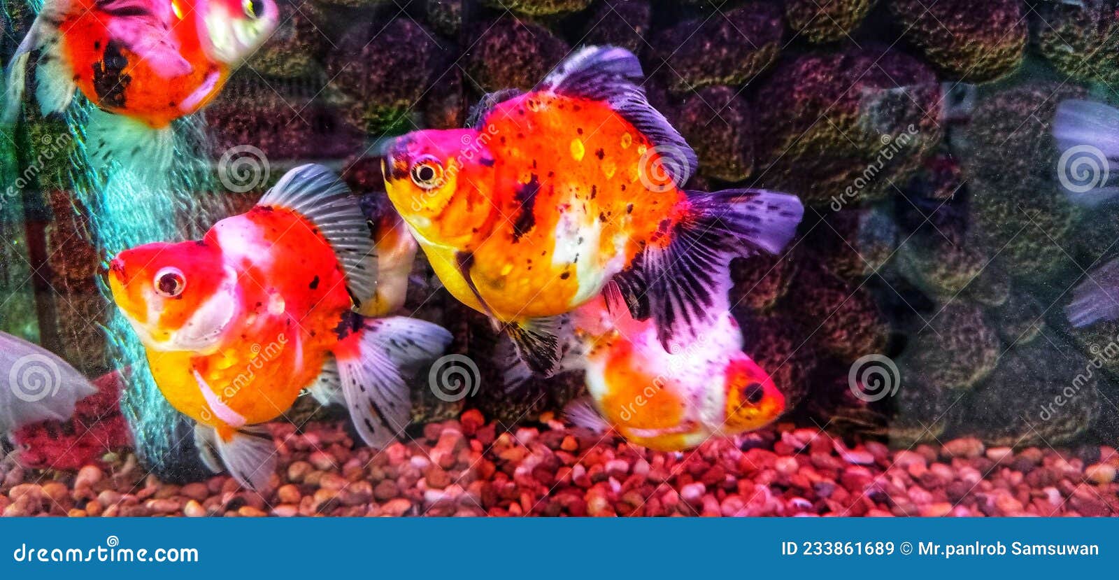 Goldfish are Freshwater Fish in the Same Family As Carp. Stock Image ...