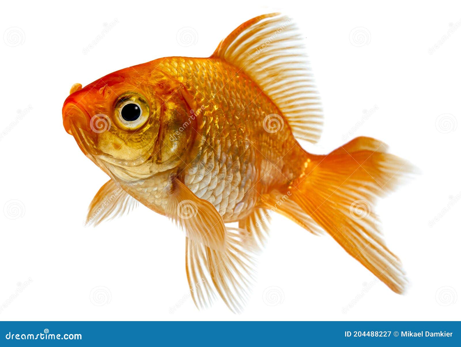 Goldfish Front View Isolated On White Stock Photography | CartoonDealer ...