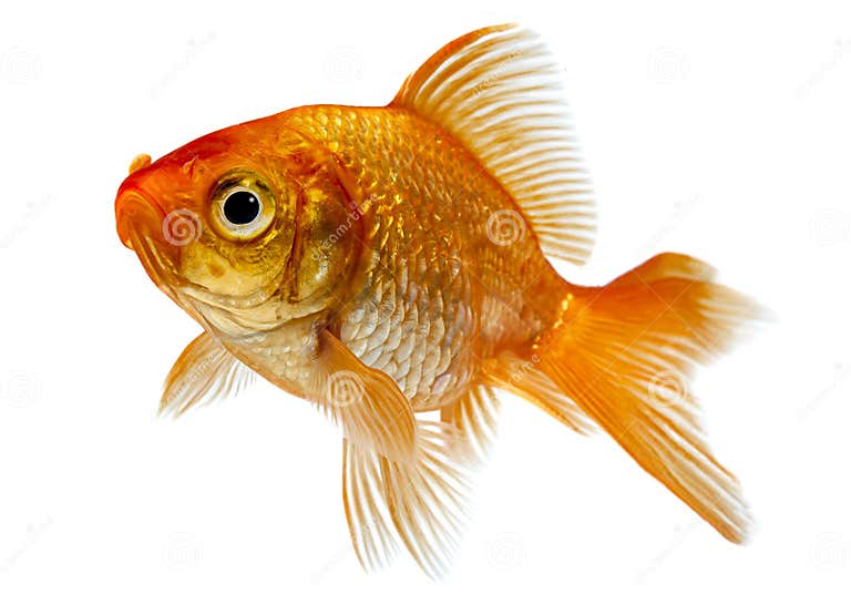 Goldfish in Front of a White Background Stock Image - Image of liquid ...