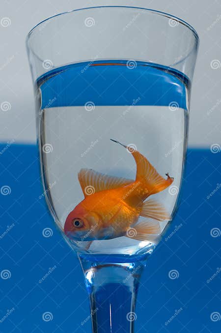 Goldfish in glass stock image. Image of pressure, swimming - 2727743