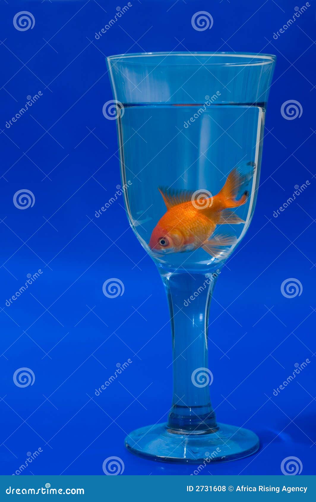 Goldfish in glass stock photo. Image of concepts, pressure - 2731608