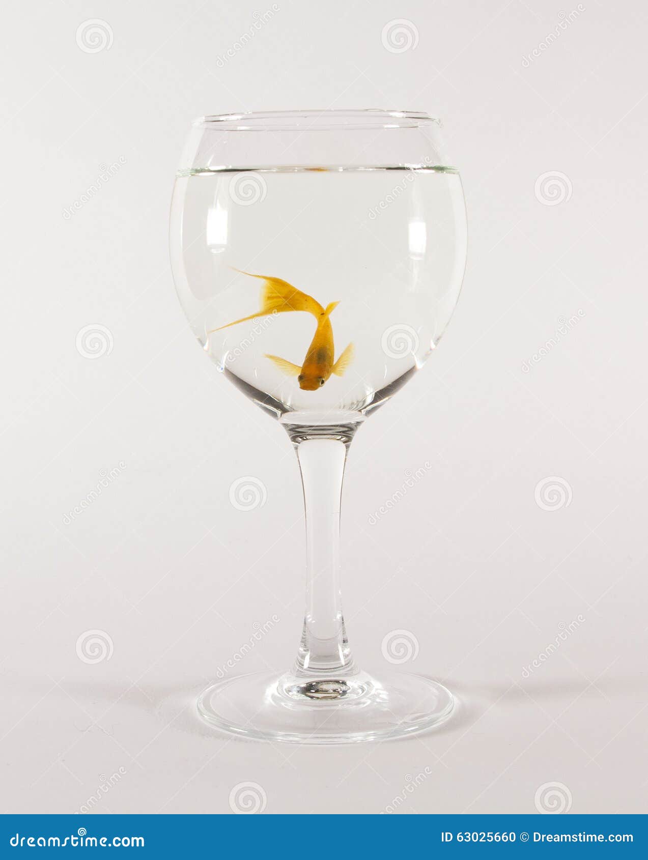 Goldfish in a glass stock photo. Image of transparent - 63025660