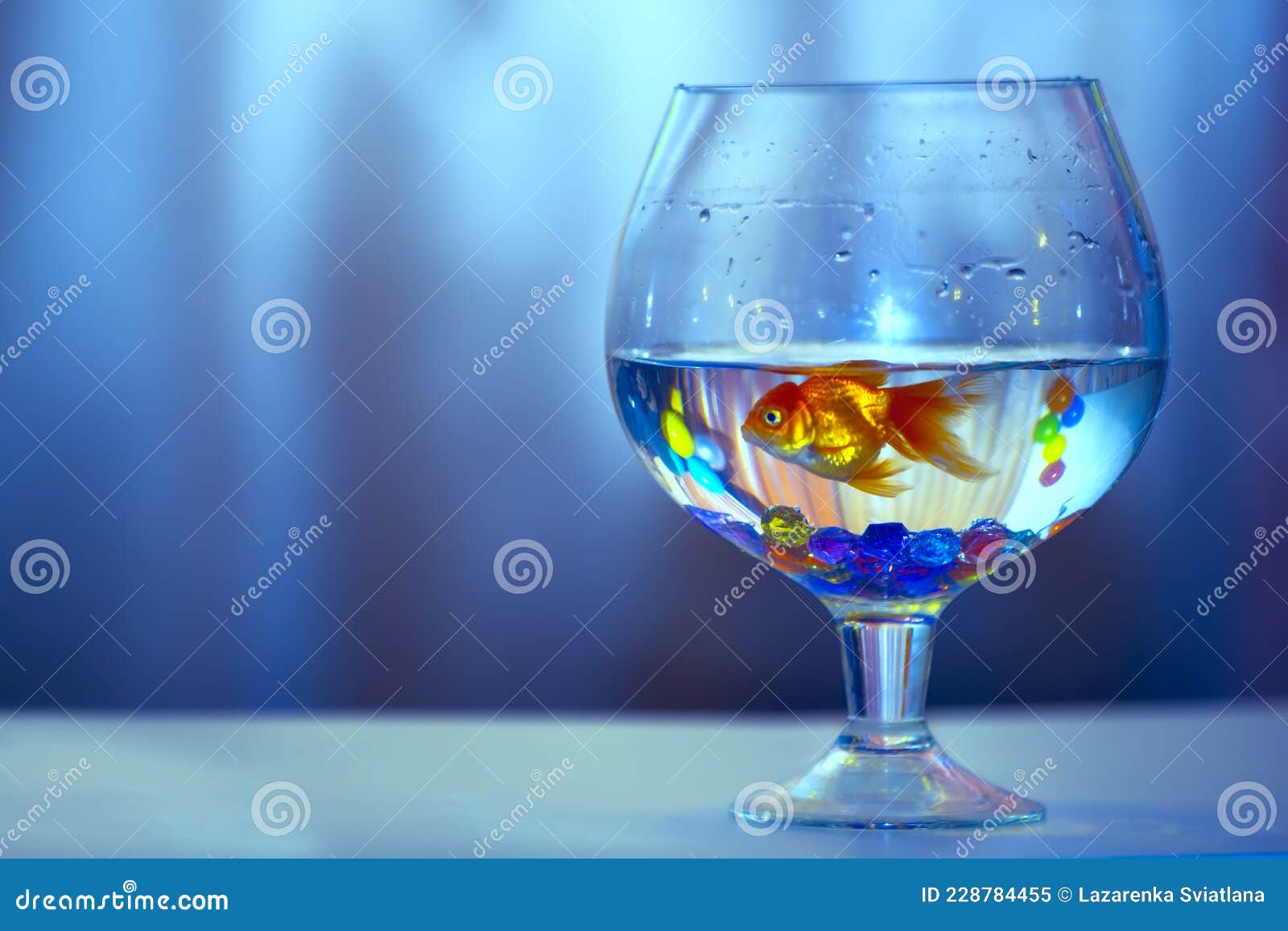Goldfish in a glass goblet stock image. Image of material - 228784455