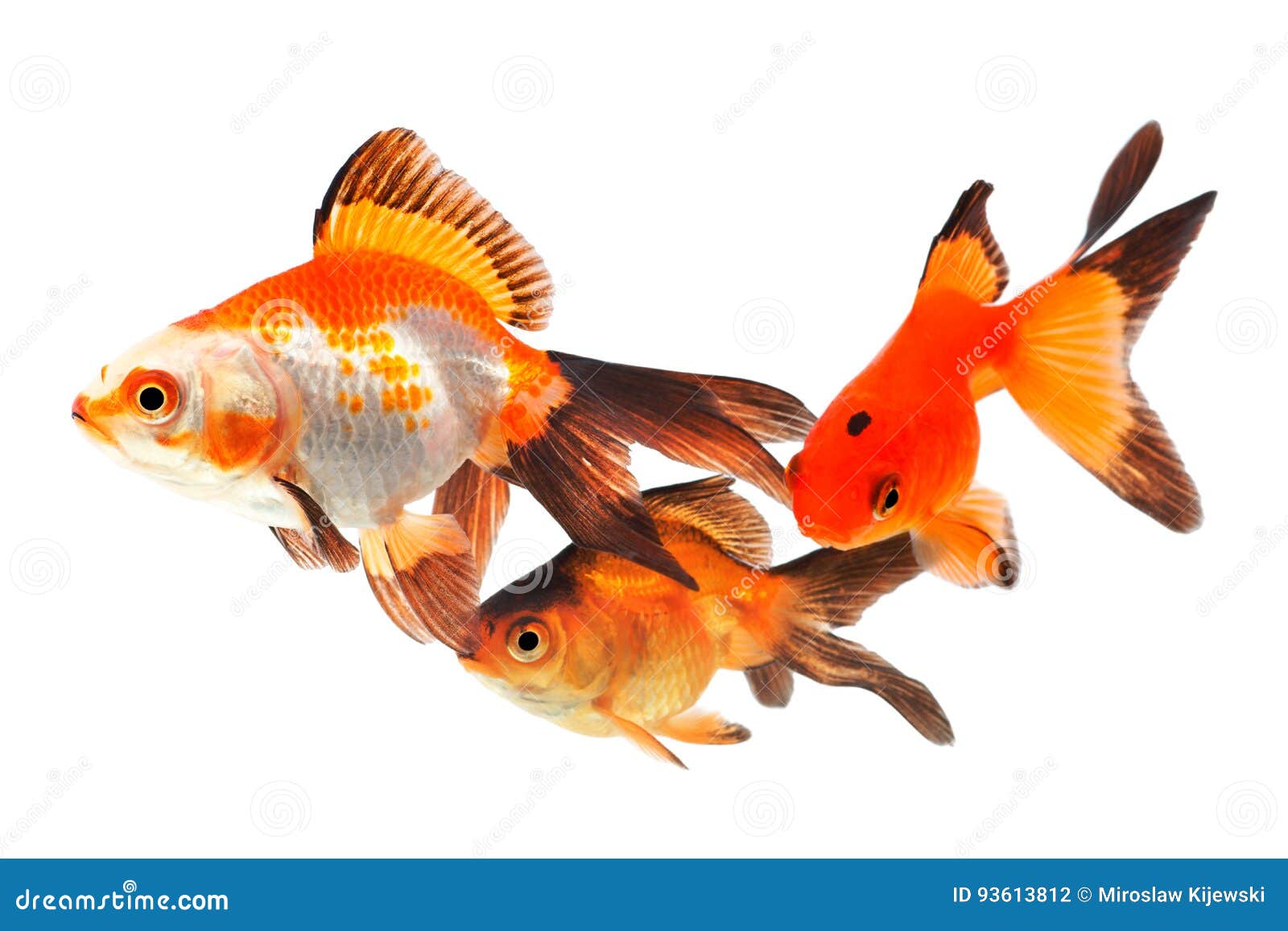 Goldfish, Group of Fish on a White Background Stock Photo - Image of ...