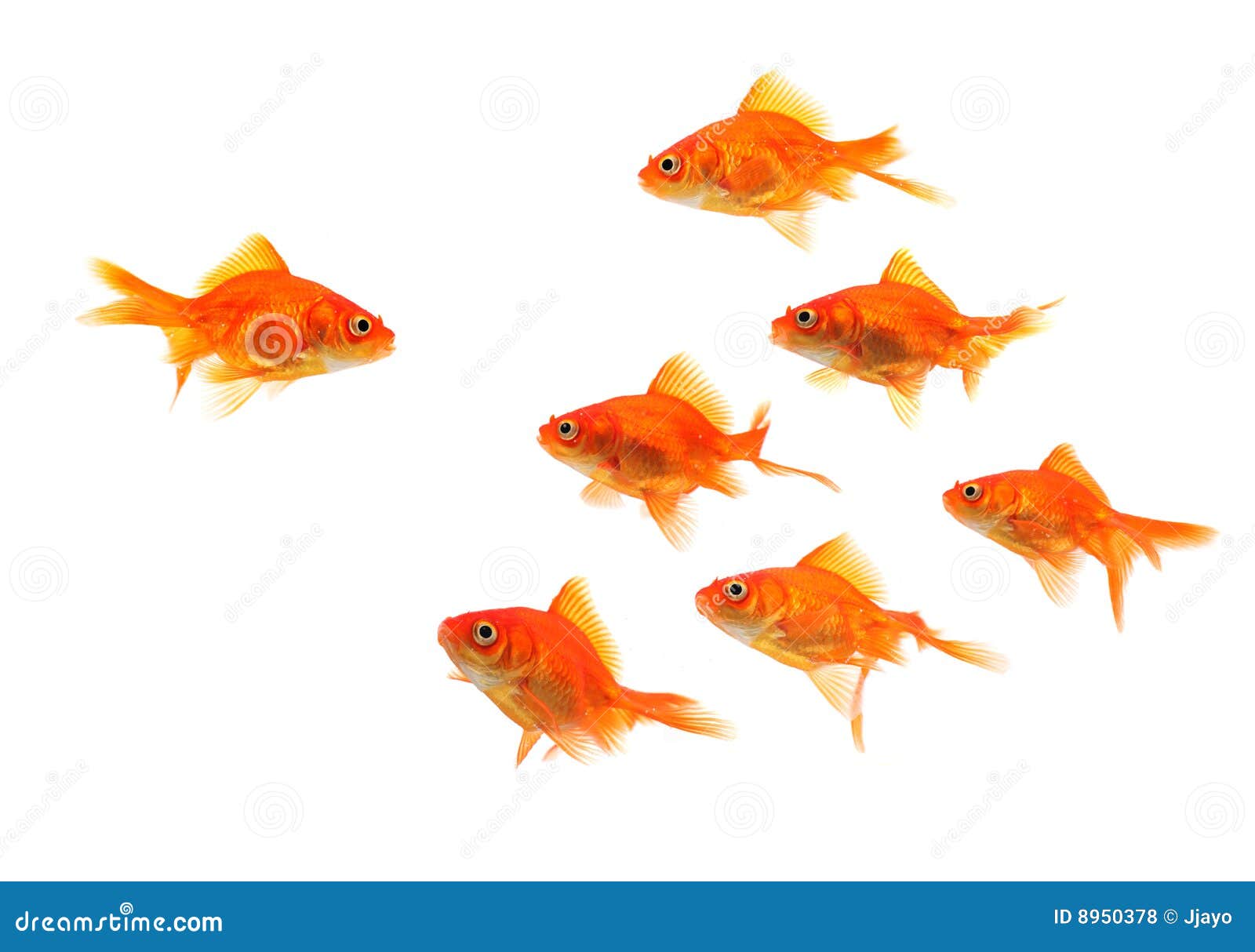 Goldfish Group Leader Royalty Free Stock Photos - Image: 8950378
