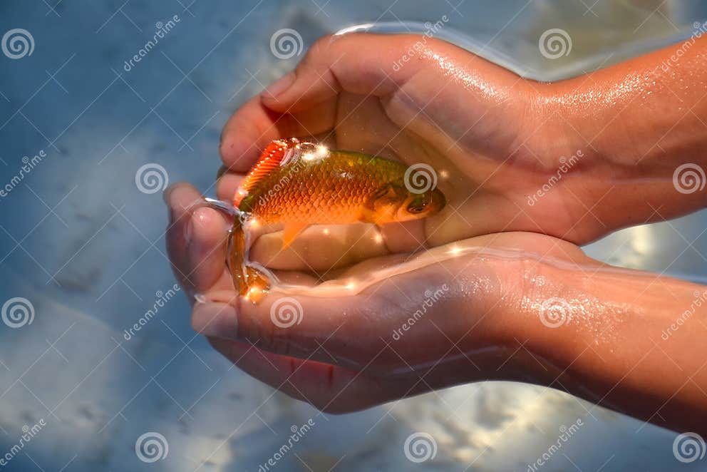 Goldfish in hands stock image. Image of close, baby, natural - 47208699