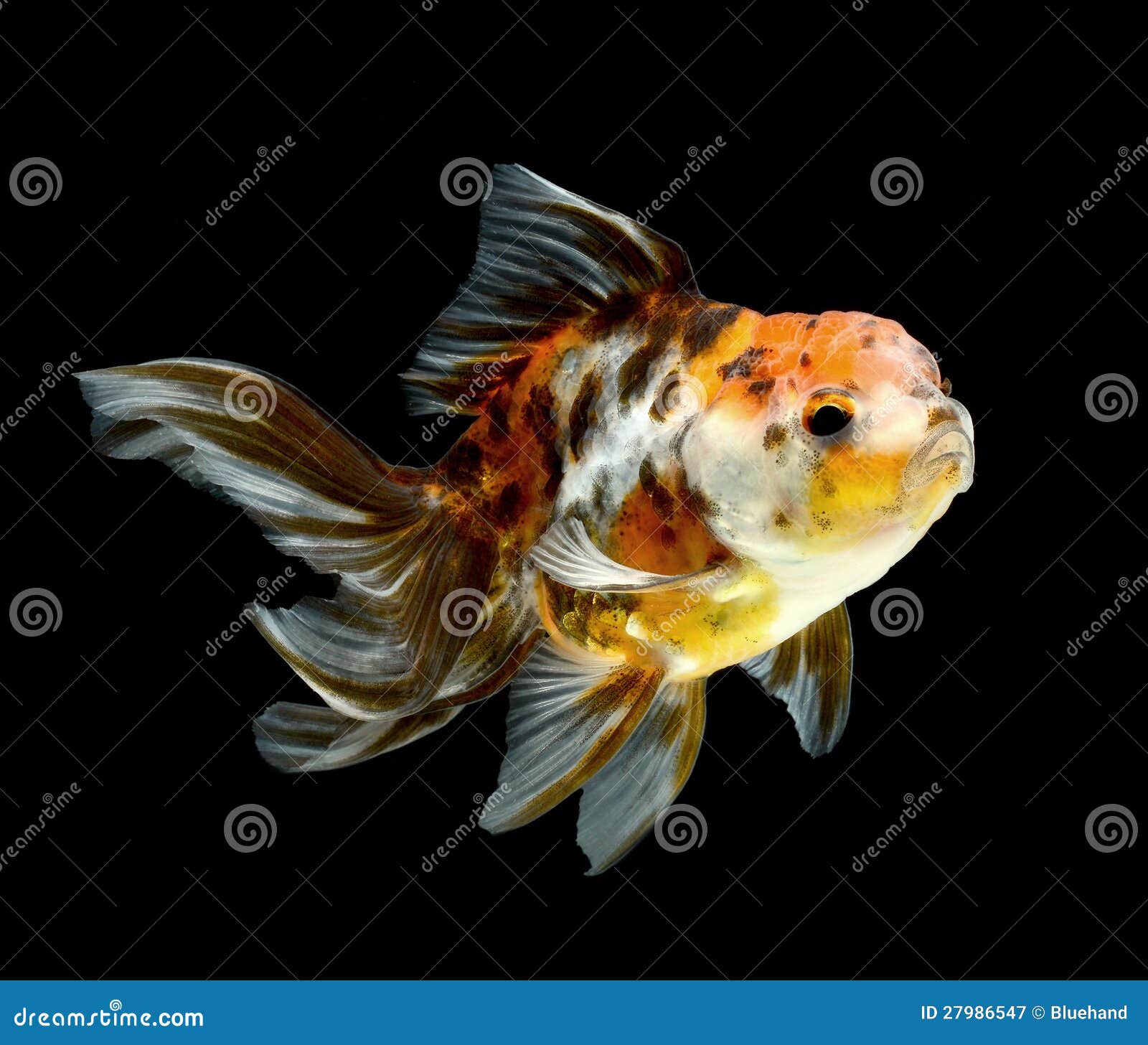 .goldfish Isolated On A Dark Black Background Royalty-Free Stock Image ... .goldfish Isolated On A Dark Black Background Royalty-Free Stock Image ...
