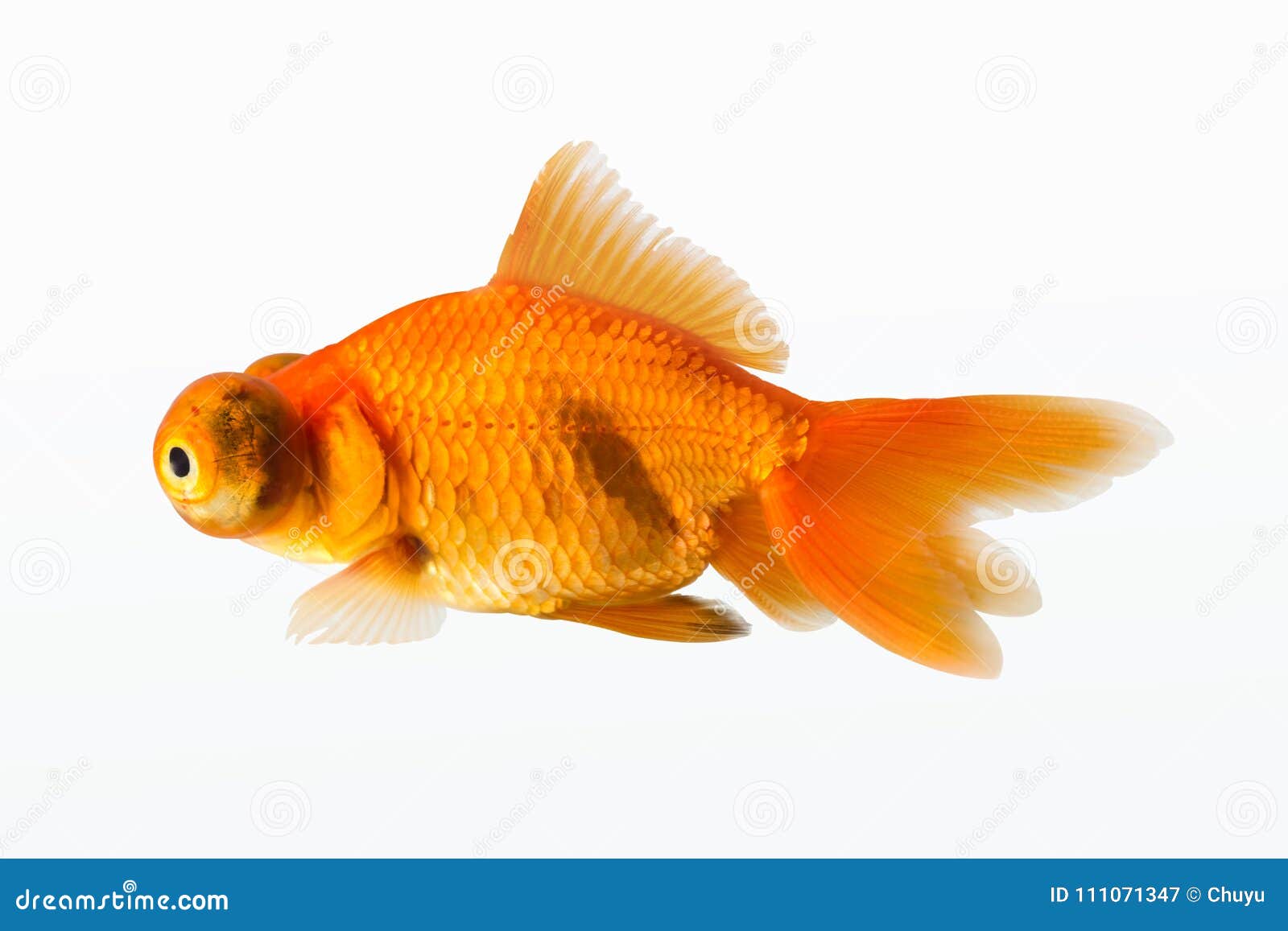 Goldfish isolated stock image. Image of motion, carp - 111071347