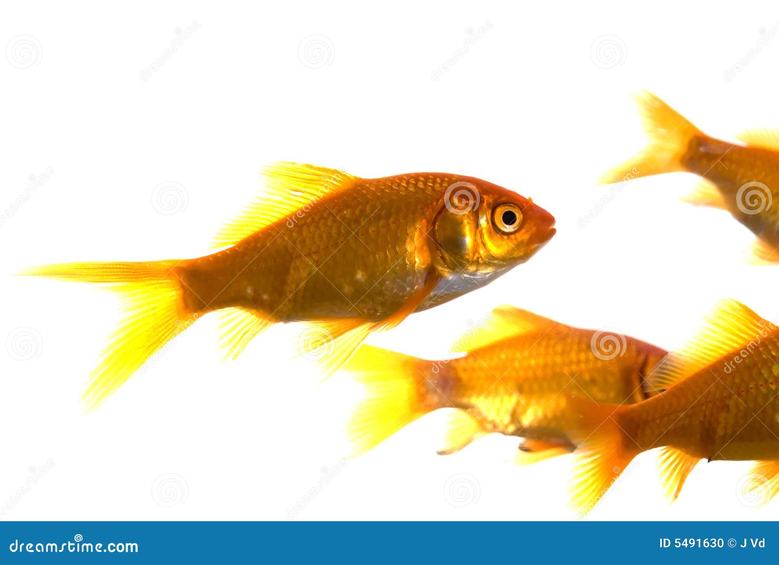 Goldfish, Isolated Over White Picture. Image: 5491630