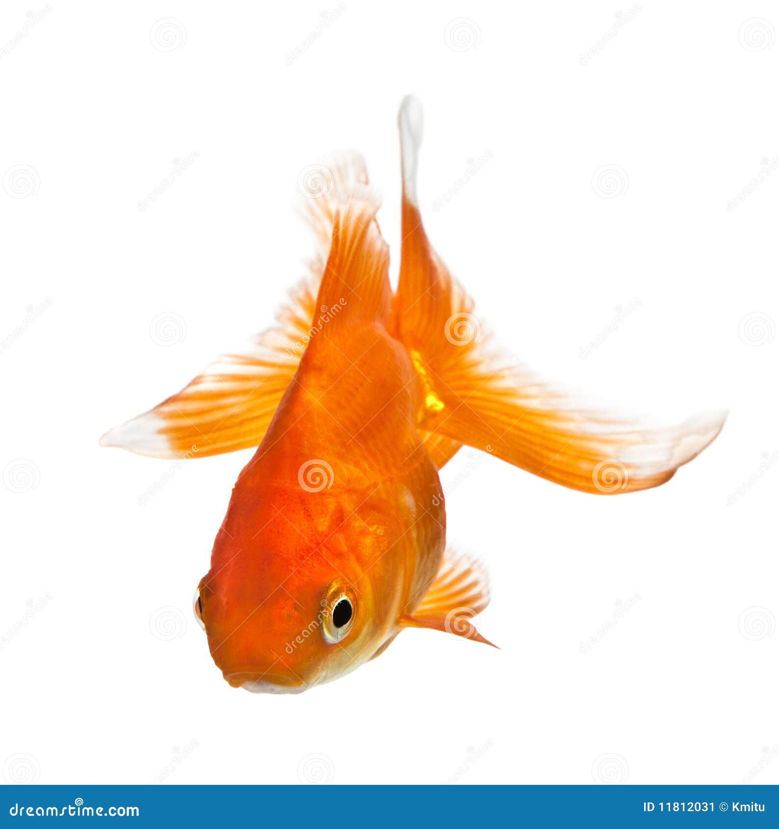 Goldfish Isolated On White Background Stock Photography | CartoonDealer ...