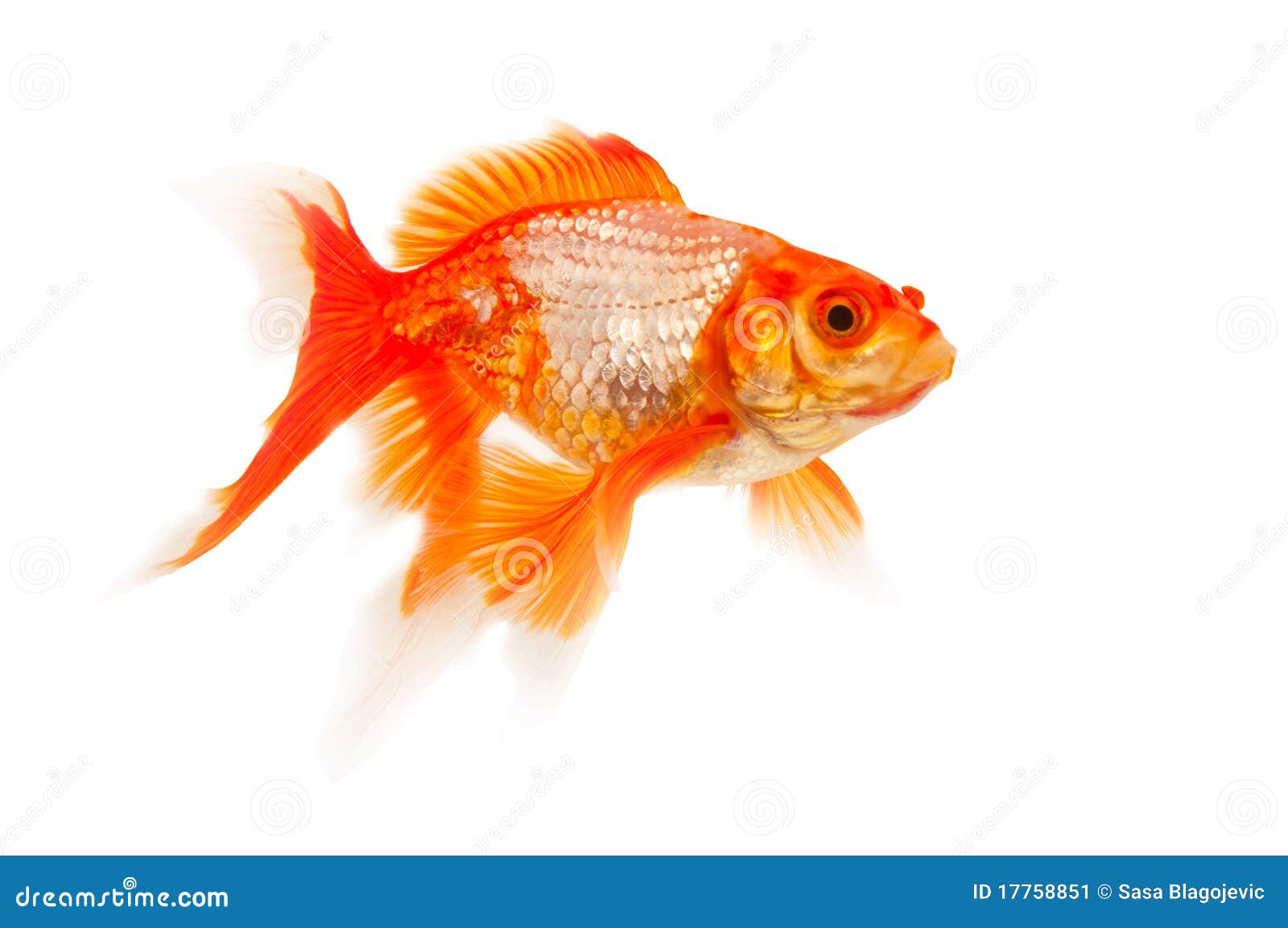 Goldfish isolated on white stock image. Image of beautiful - 17758851