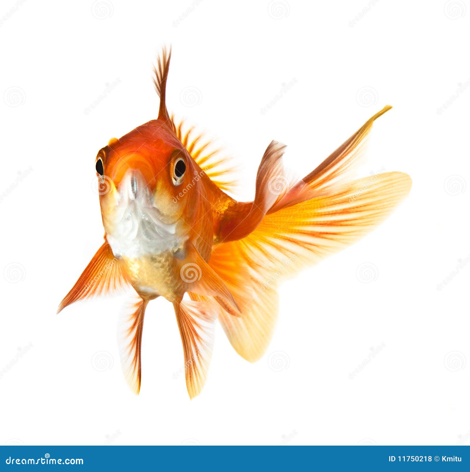 Goldfish Isolated On Black Background. Goldenfish Isolated On Black ... Goldfish Isolated On Black Background. Goldenfish Isolated On Black ...