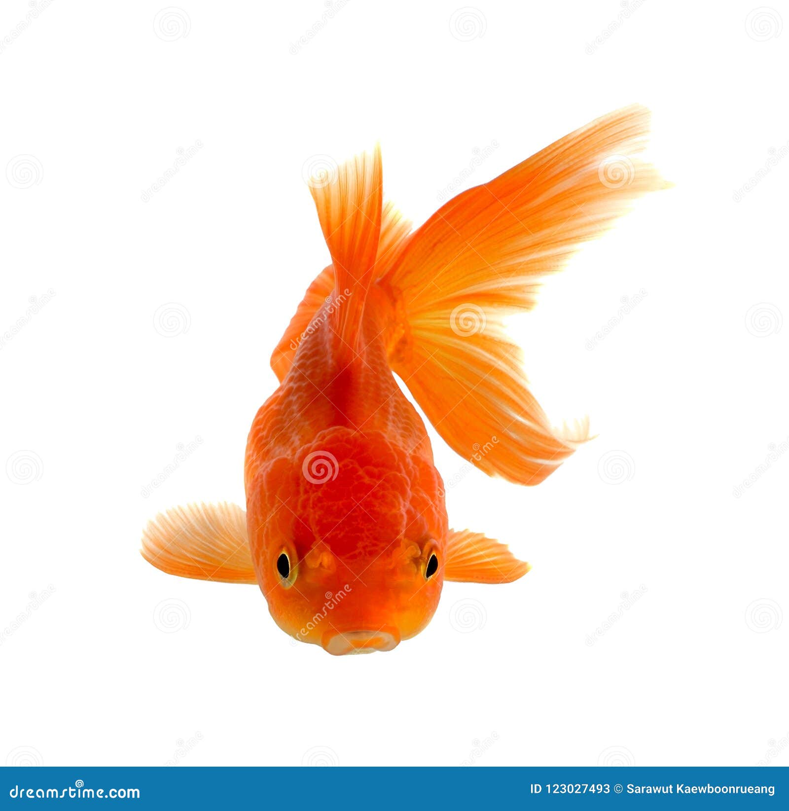 Goldfish Isolated on White Background. Stock Image - Image of beautiful ...