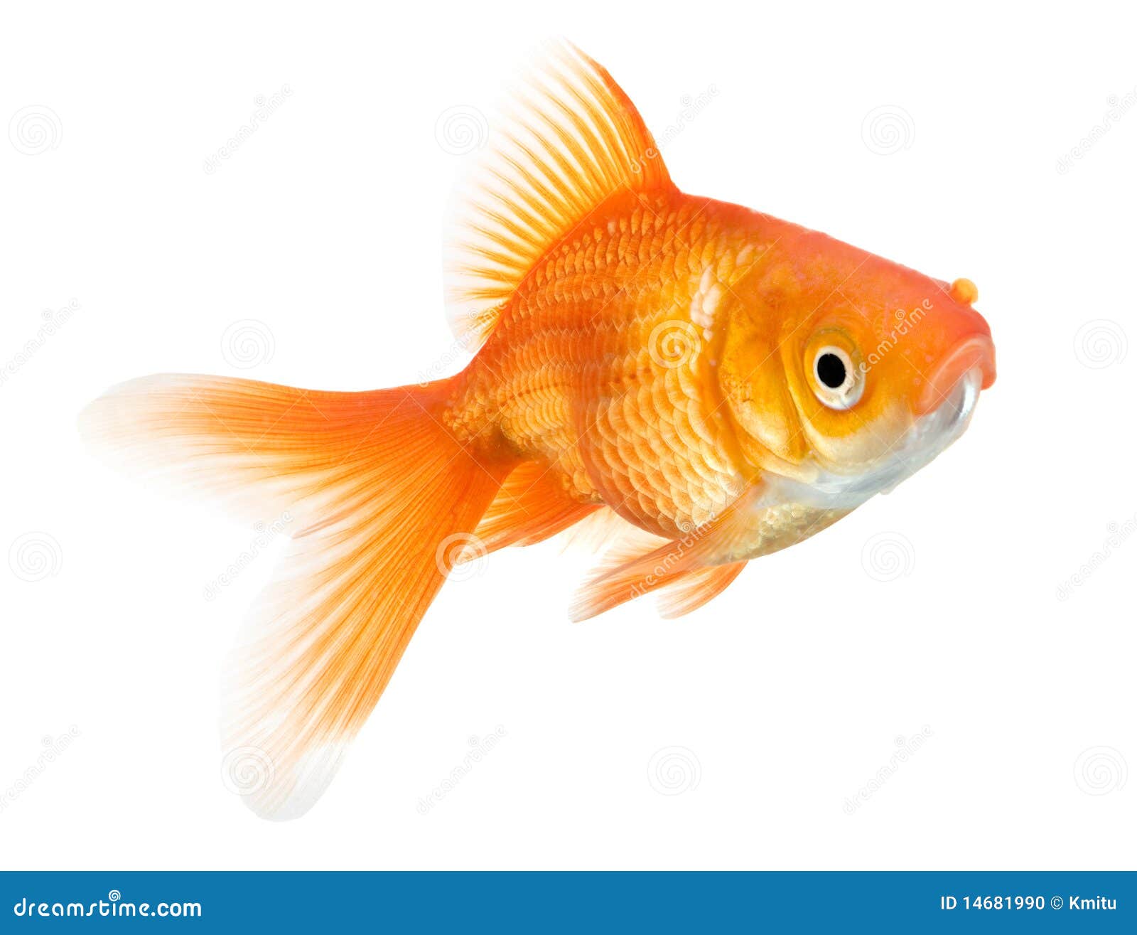 Goldfish Isolated on White Background Stock Photo - Image of goldfish ...