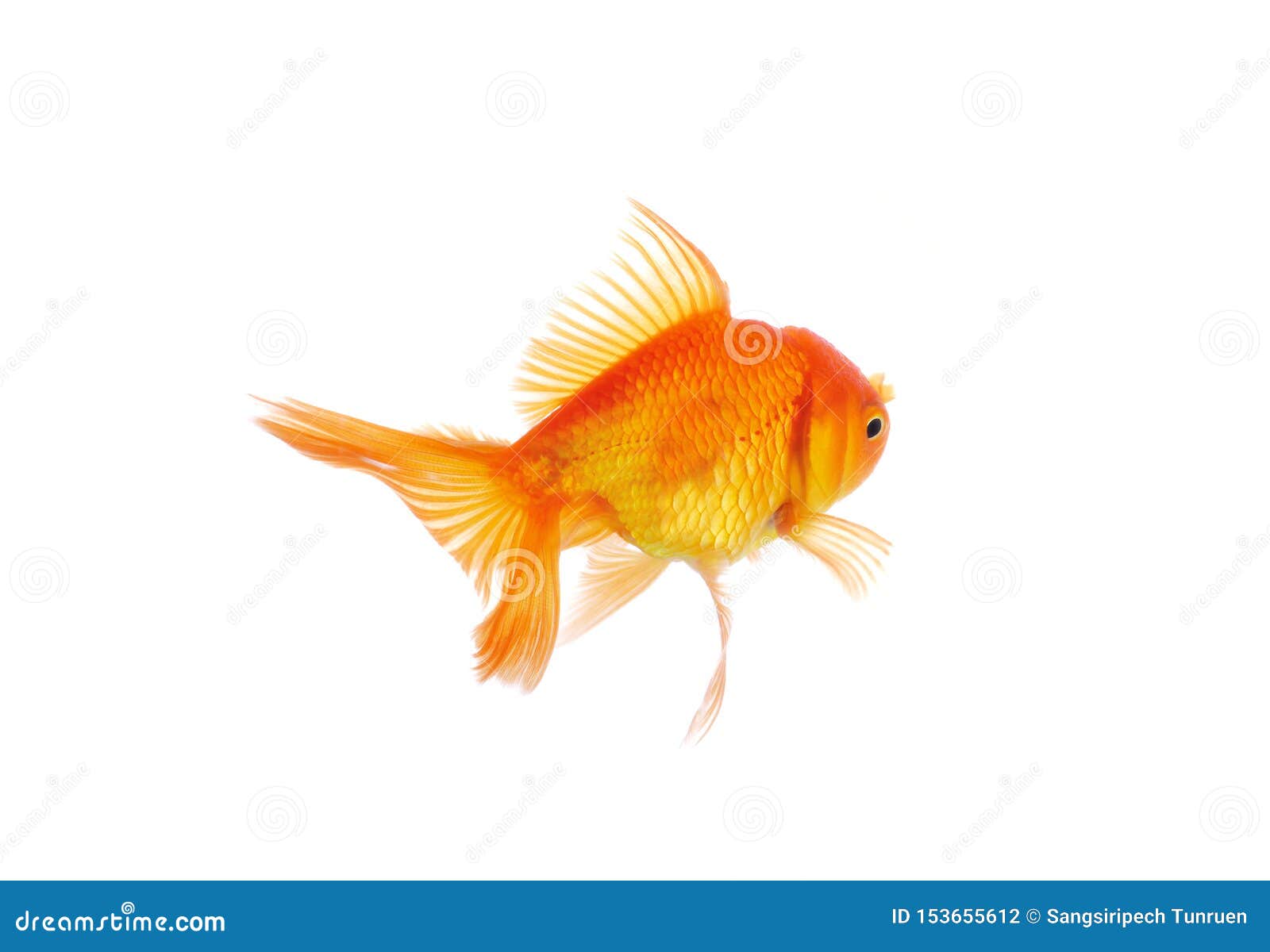Goldfish Isolated on White Background Stock Photo - Image of animal ...