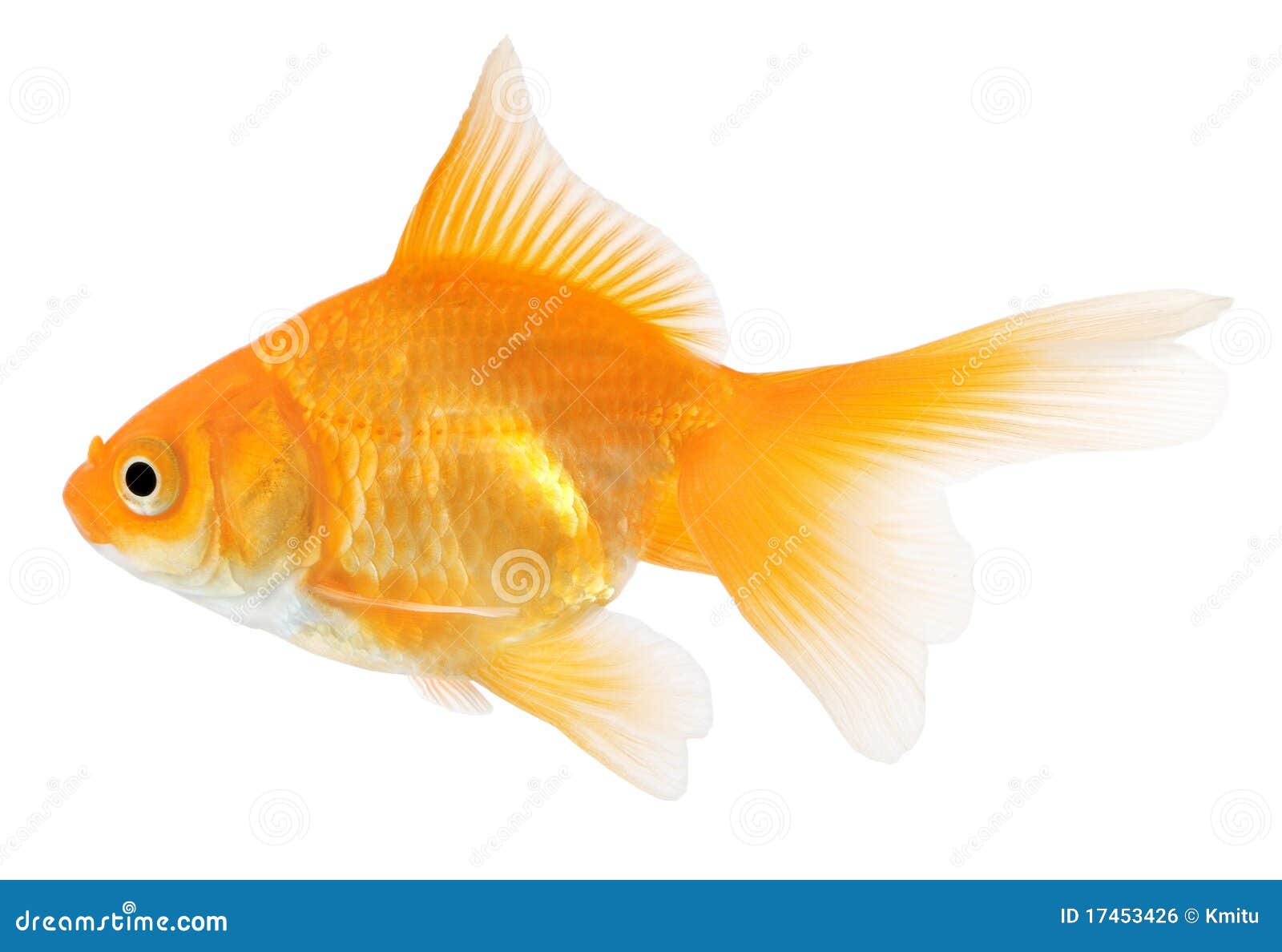 Goldfish White Background