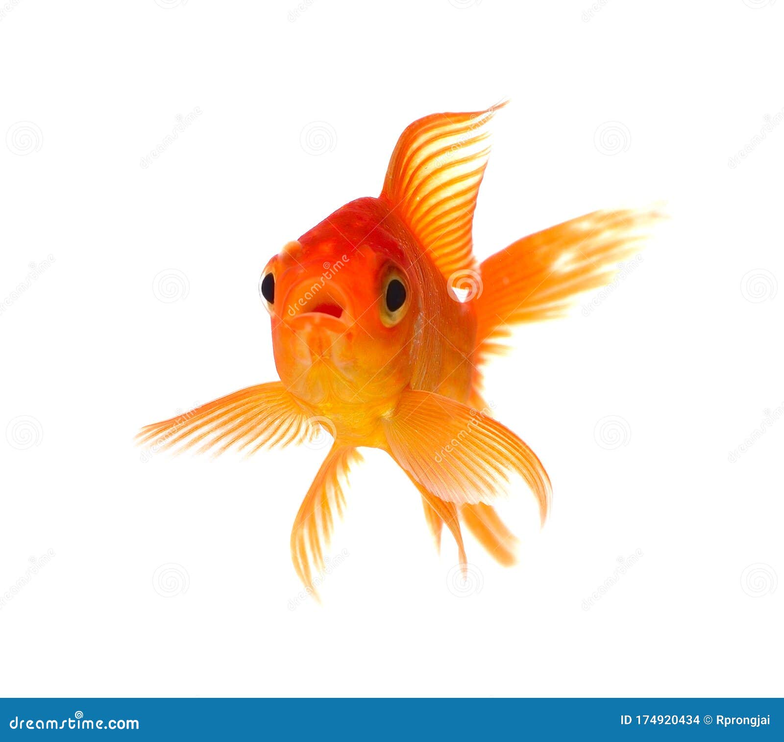 Goldfish Isolated on White Background Stock Photo - Image of marine ...