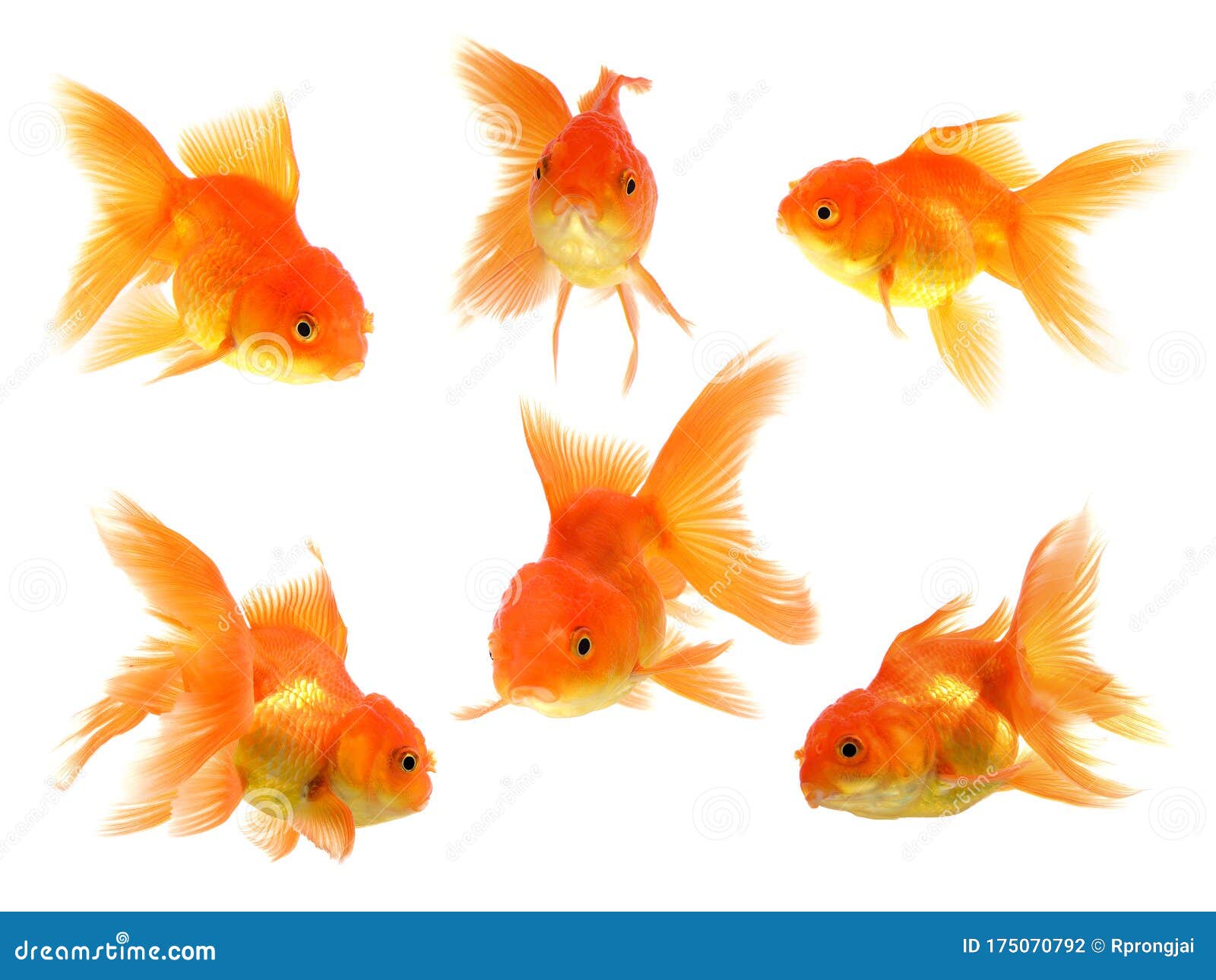 Goldfish stock photo. Image of ichthyology, aquarium - 175070792