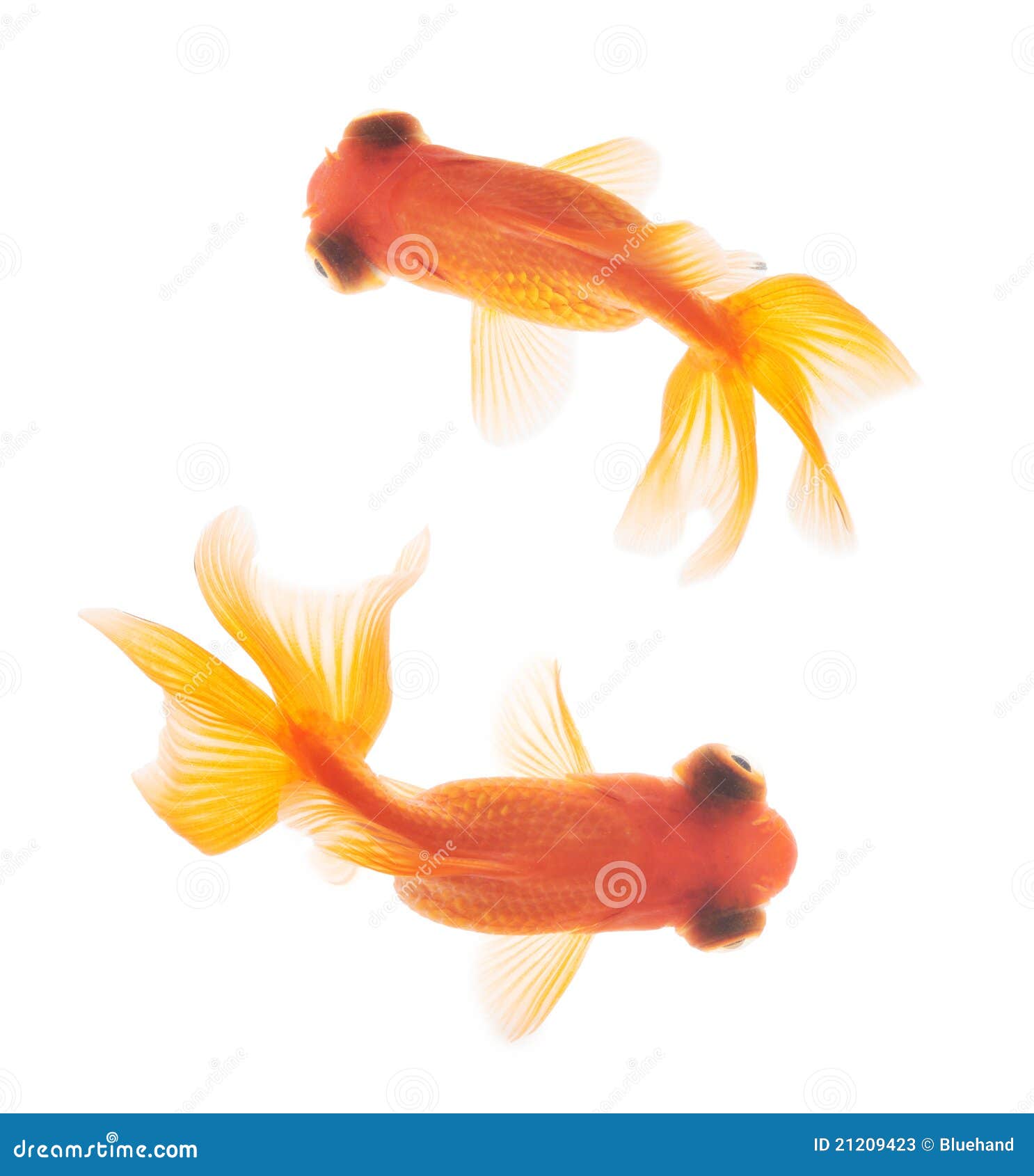 Goldfish Isolated on White Background Stock Image - Image of golden ...