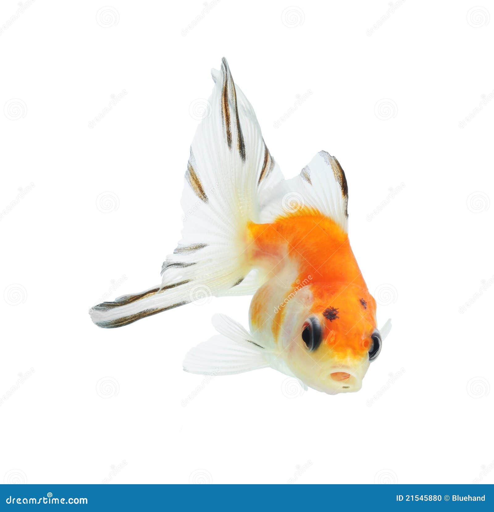 Goldfish Isolated On White Background Stock Photo - Image: 21545880