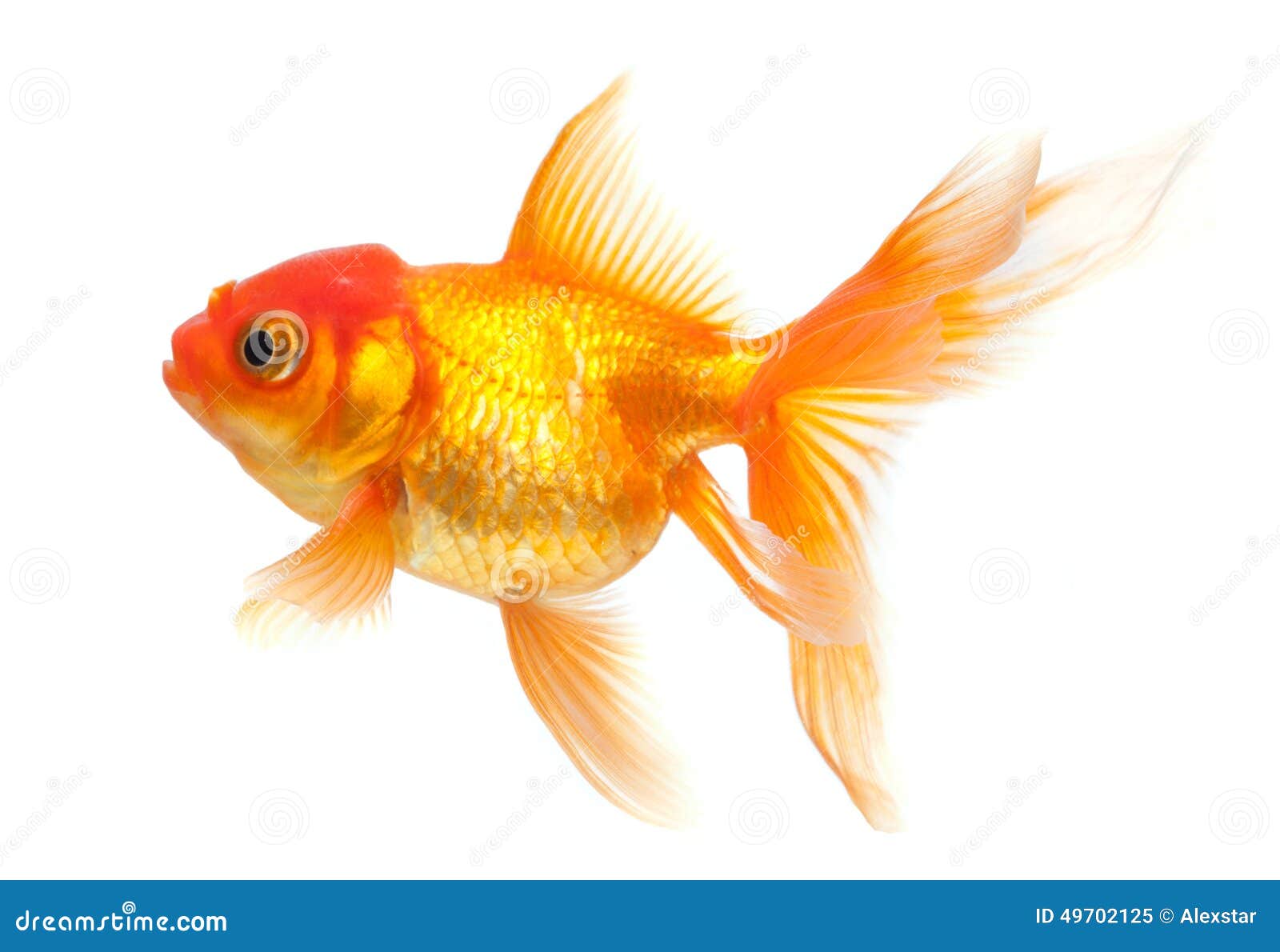 Goldfish stock image. Image of animal, nature, gold, isolated - 49702125