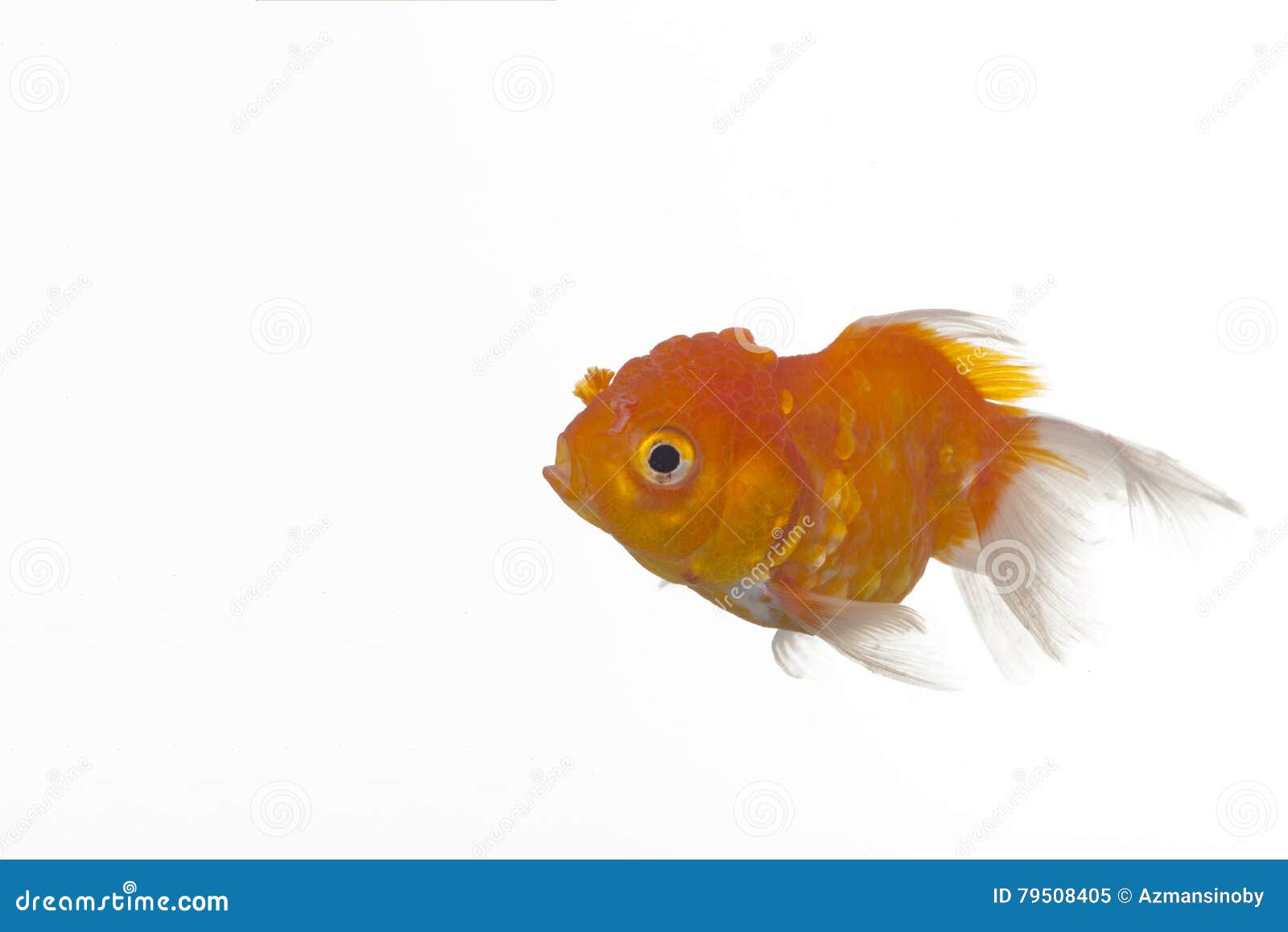 Goldfish Isolated on White Background Stock Image - Image of concept ...