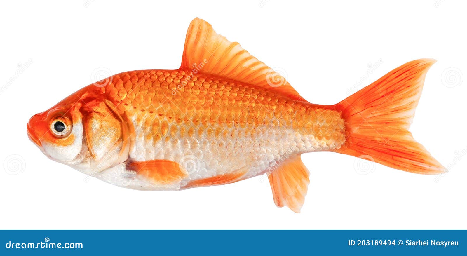 Goldfish Isolated on White Background. Goldfish Side View Stock Photo ...