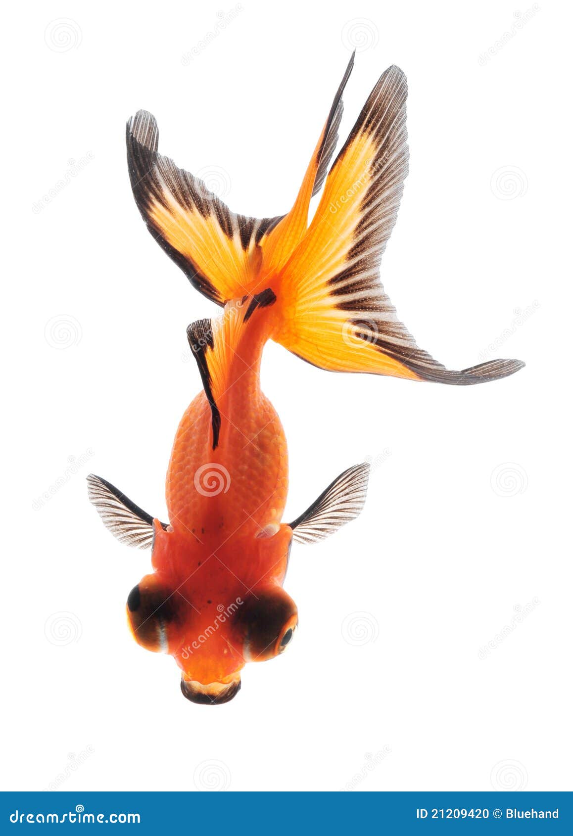 Butterfly telescope goldfish white spots on gill - wordshooli