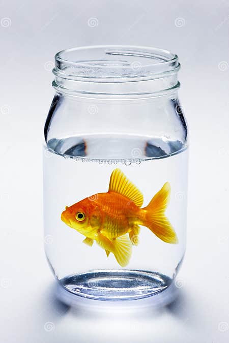 Goldfish in Jar stock photo. Image of glass, temporary - 10143696