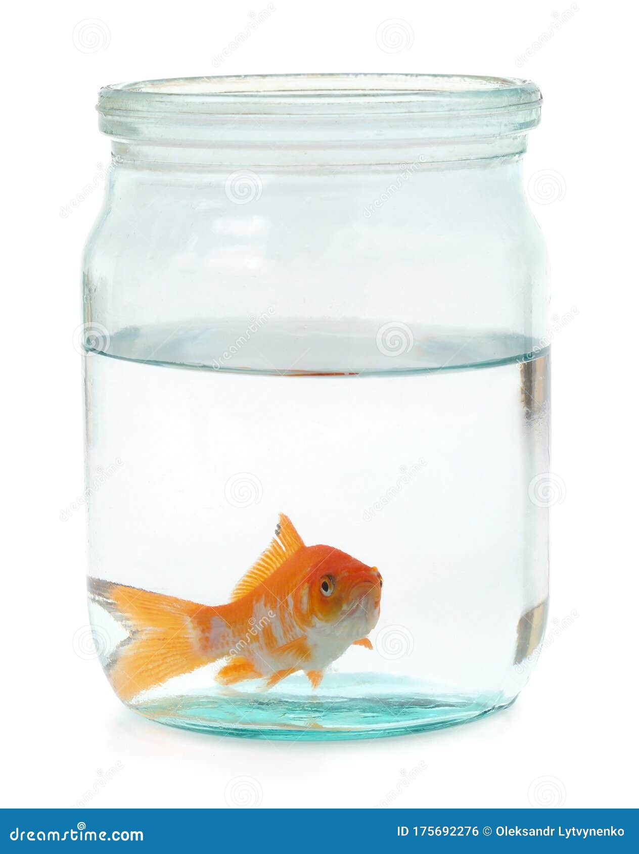 Goldfish in jar stock photo. Image of small, gold, goldfish - 175692276