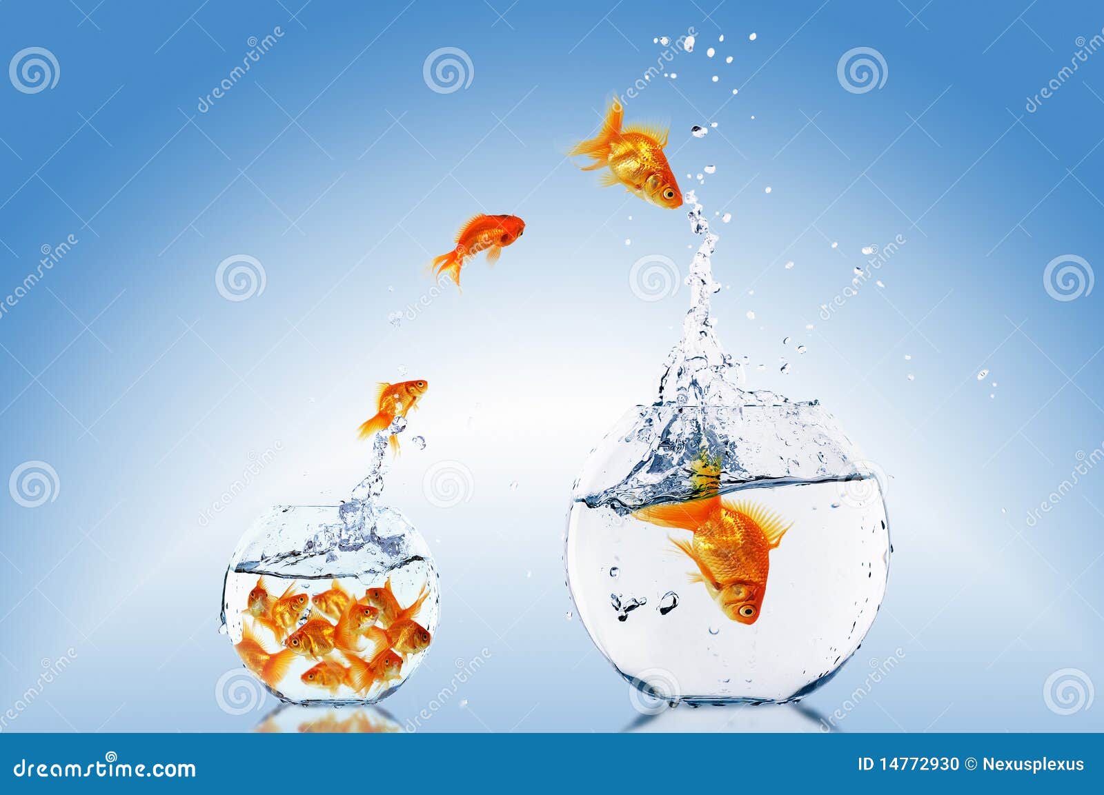 Goldfish jump stock photo. Image of concept, liquid, bubble - 14772930