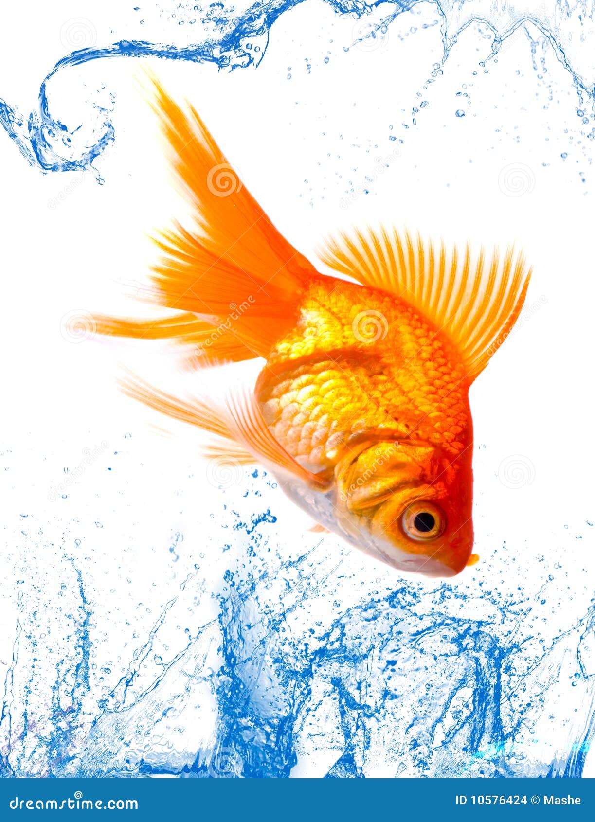 Goldfish is jumping stock photo. Image of splashing, movement - 10576424