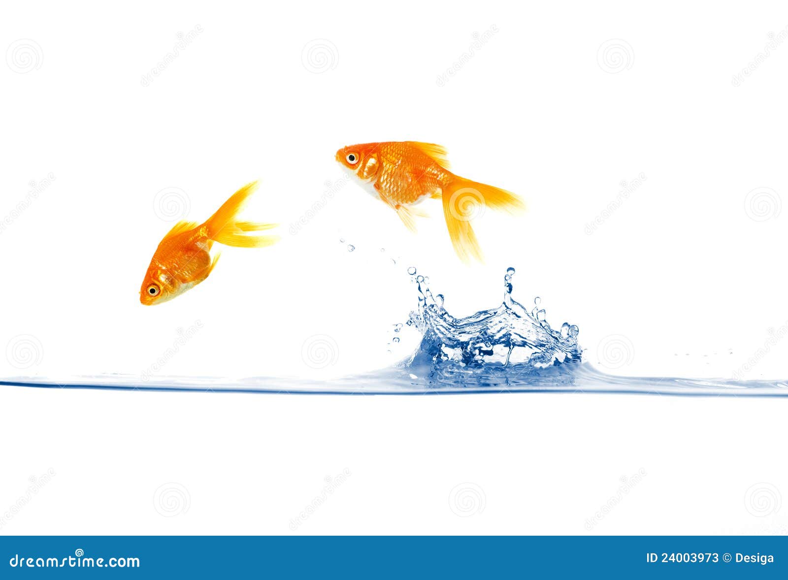 Goldfish jumping stock image. Image of jump, liquid, freedom - 24003973