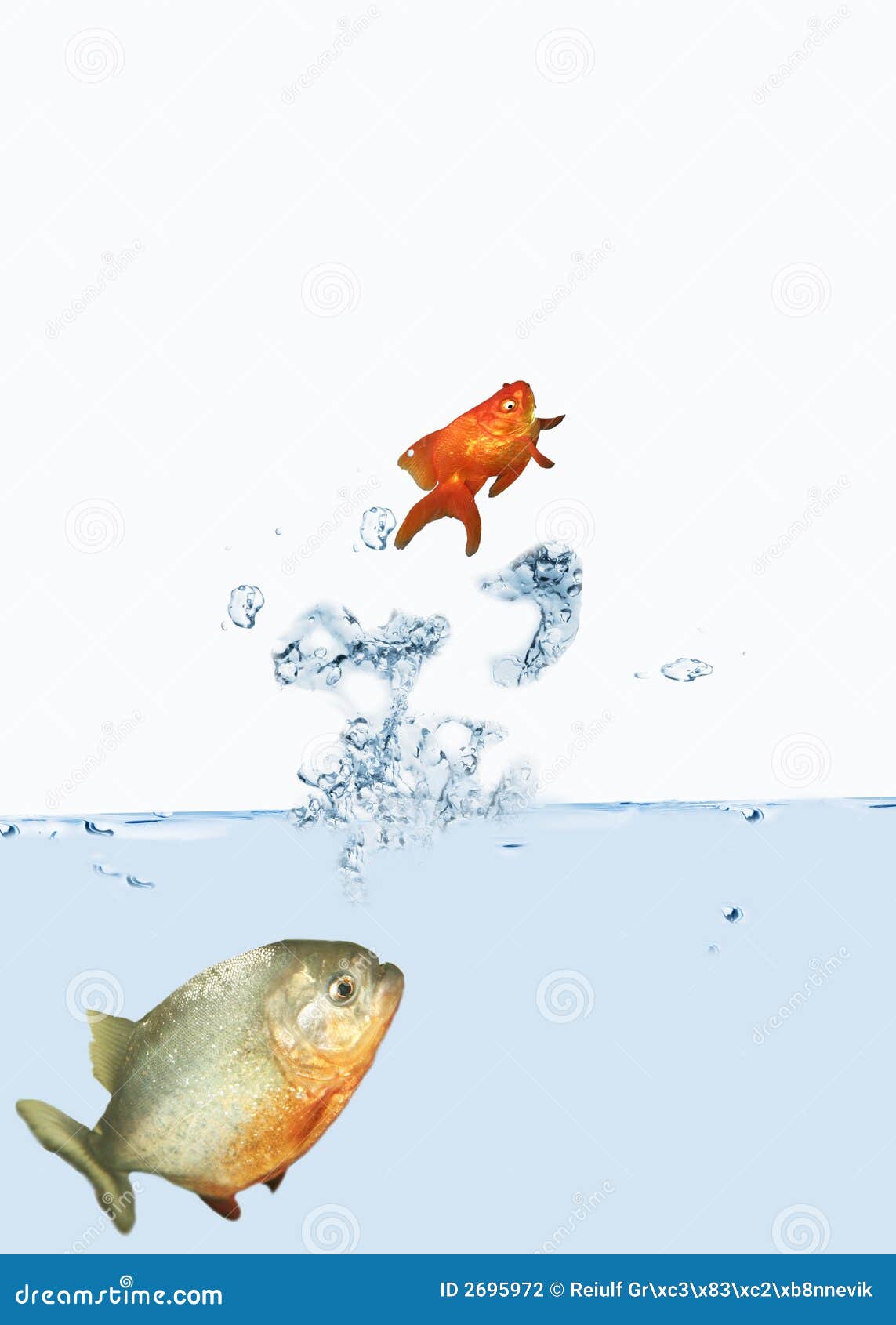 Goldfish jumping stock photo. Image of deadly, colored - 2695972