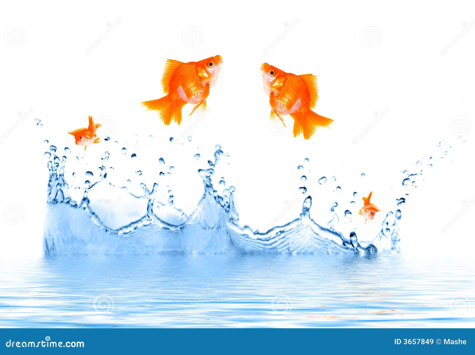 Goldfish is jumping stock image. Image of blue, anxiety - 3657849
