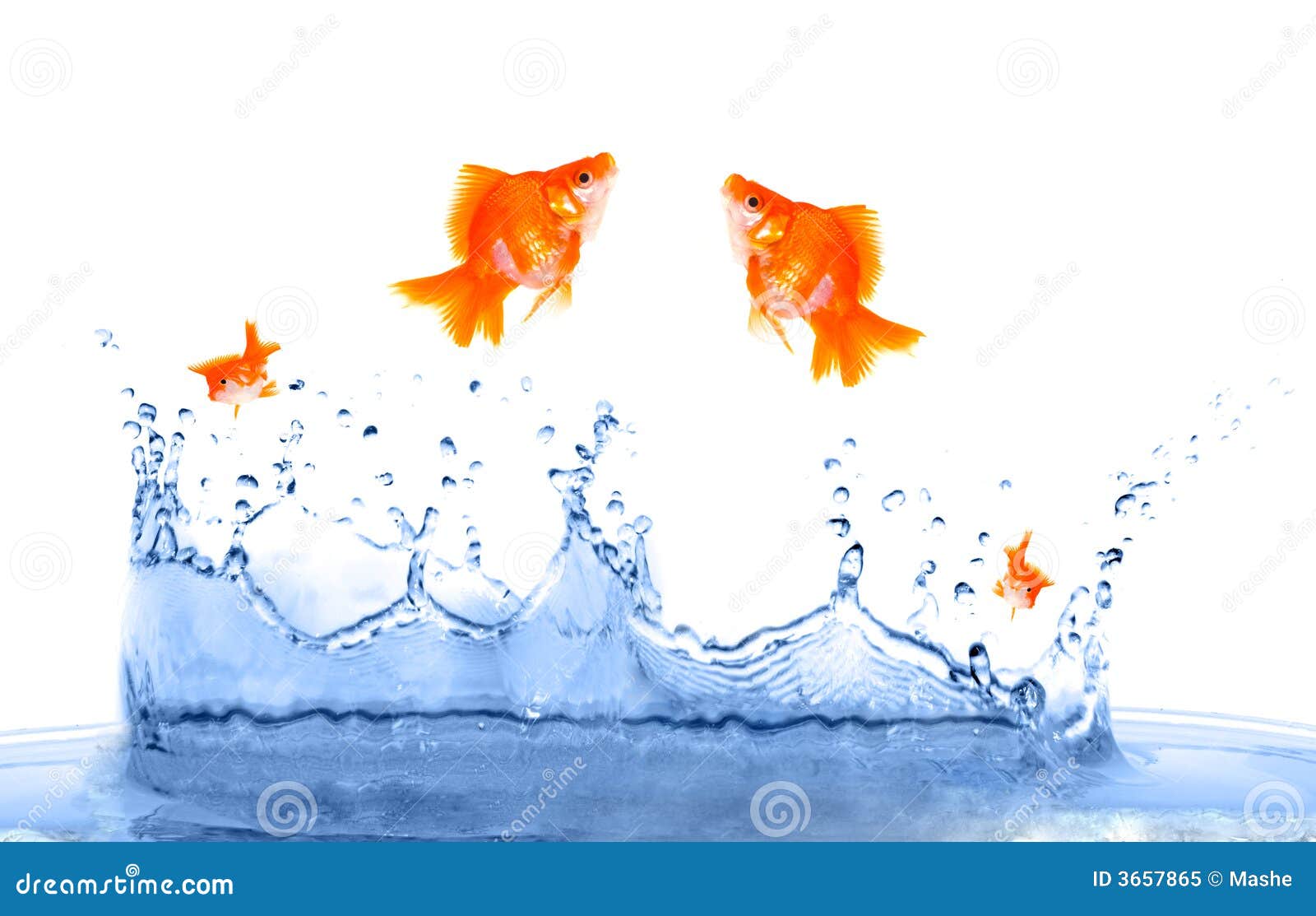 Goldfish is jumping stock image. Image of coldly, orange - 3657865