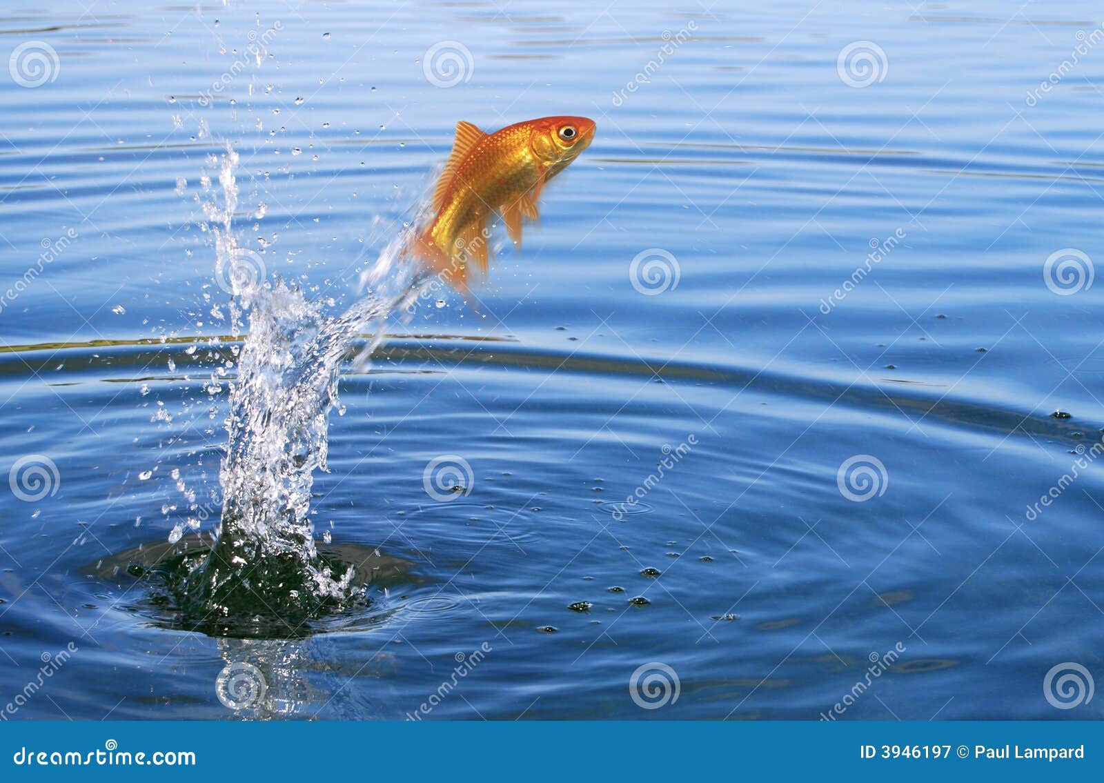 Goldfish jumping stock image. Image of animal, abstract - 3946197