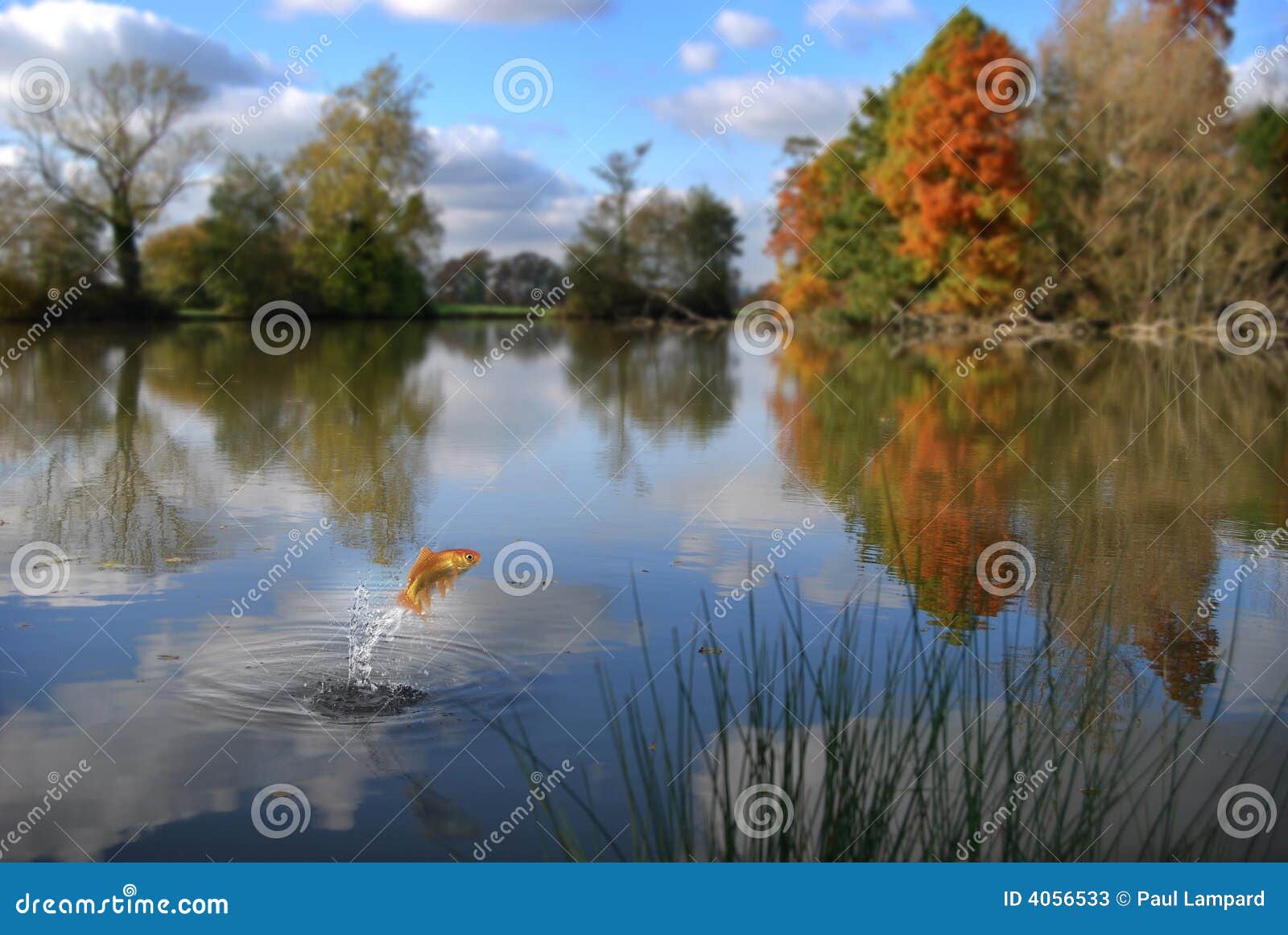 Goldfish jumping stock image. Image of gold, reflection - 4056533