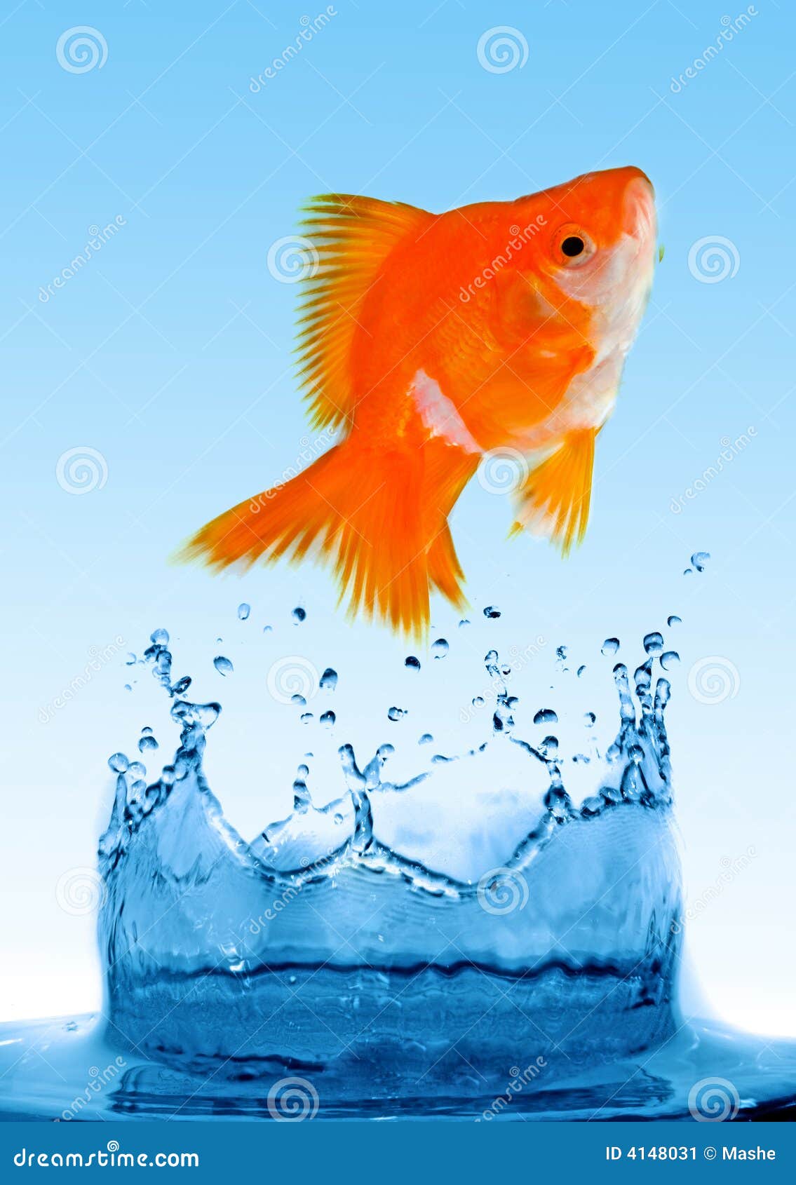 Goldfish is jumping stock image. Image of blister, close - 4148031