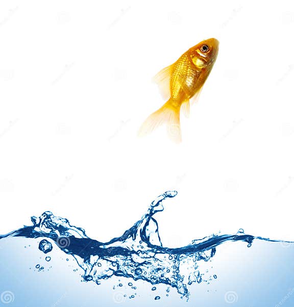 Goldfish jumping stock photo. Image of water, jump, fish - 5363278