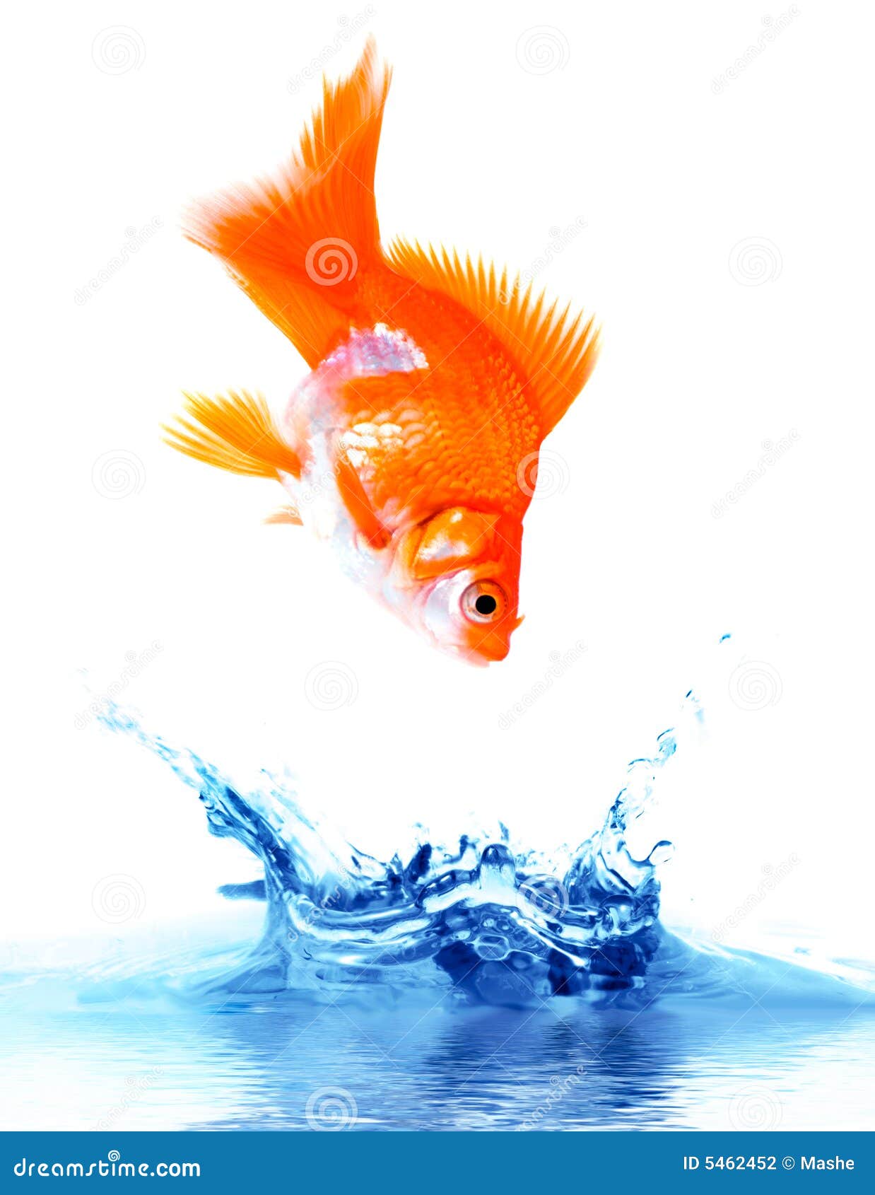 Goldfish is jumping stock photo. Image of lonely, macro - 5462452