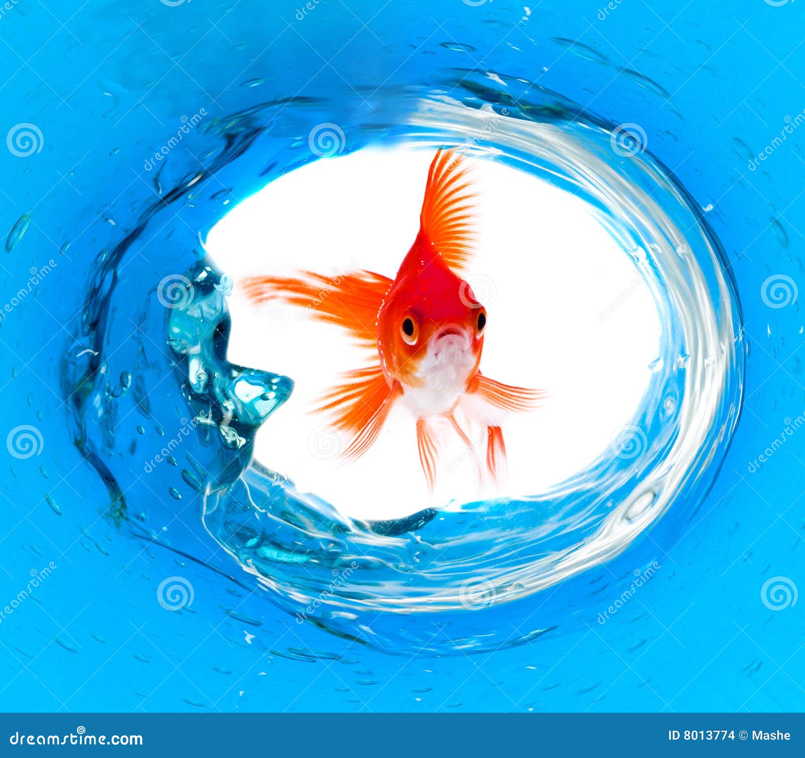 Goldfish is jumping stock photo. Image of drop, lonely - 8013774