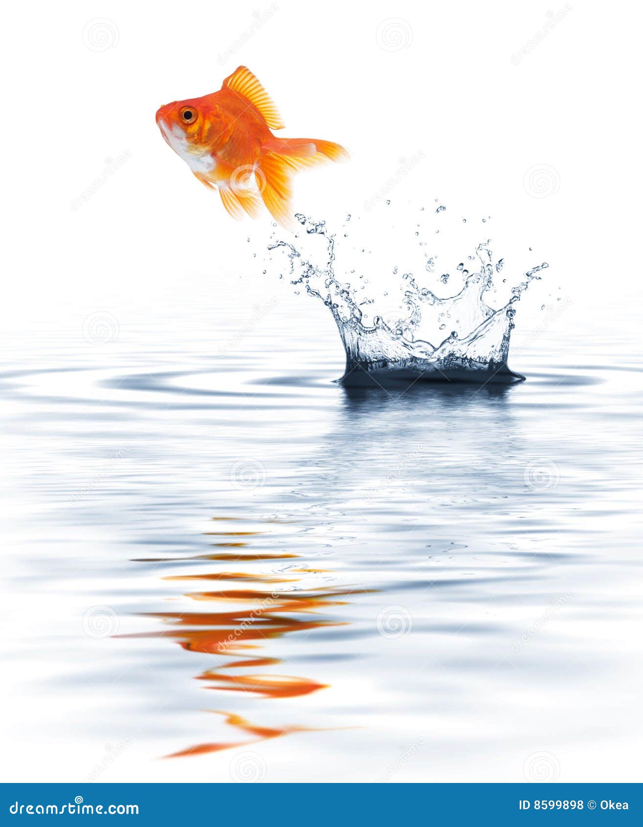 Goldfish jumping stock photo. Image of ripple, splash - 8599898
