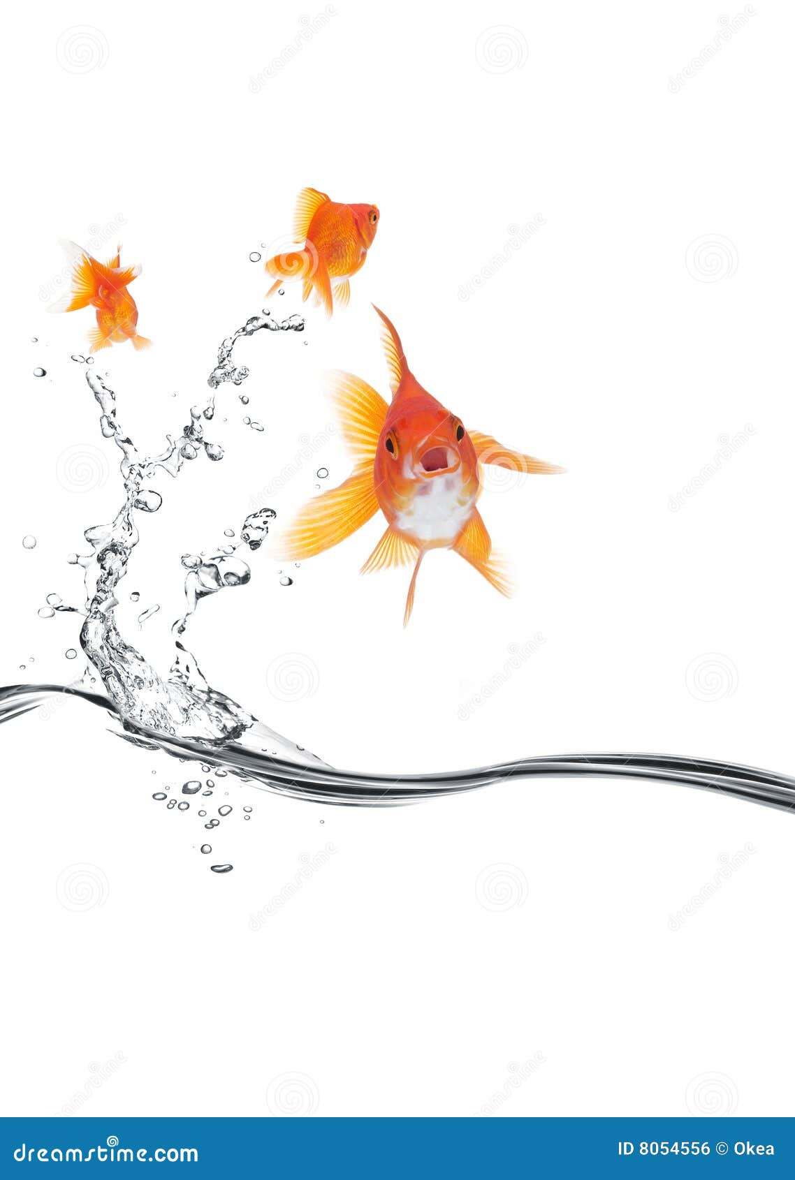 Goldfish jumping away stock photo. Image of pets, goldfish - 8054556