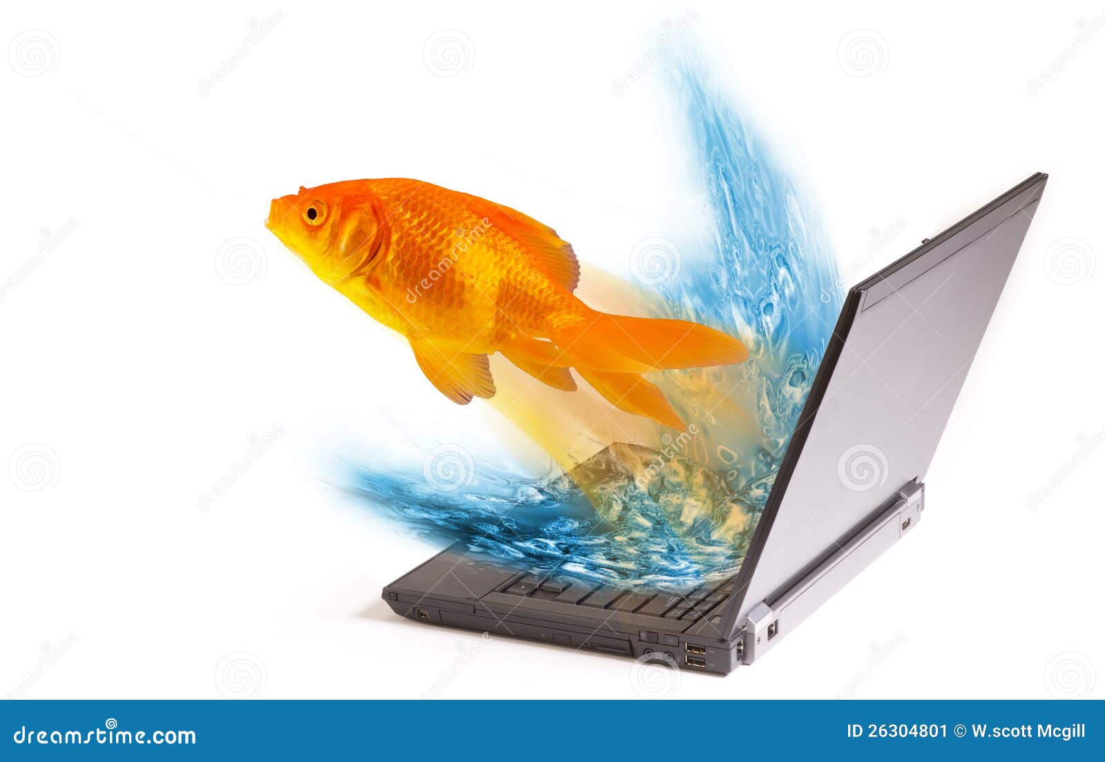 Goldfish Jumping from Laptop Stock Image - Image of screen, exotic ...